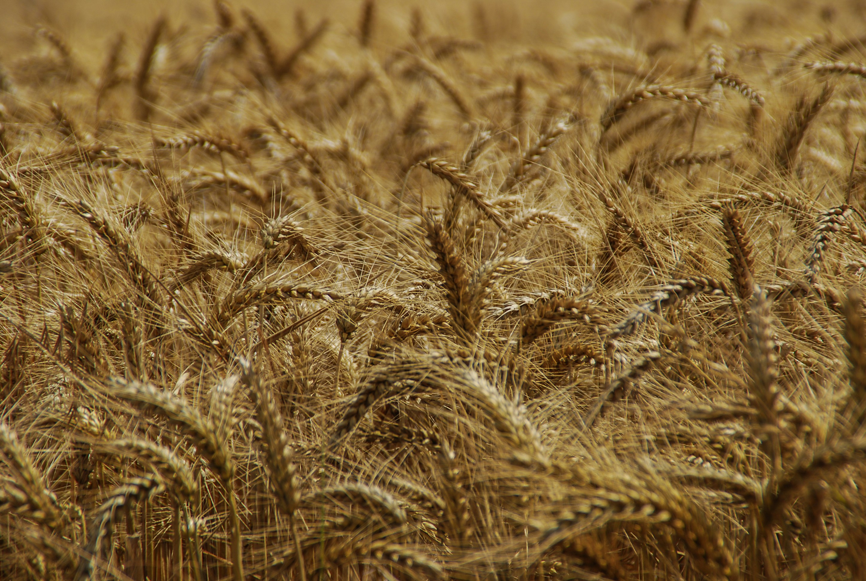 Golden Tapestry of Grain