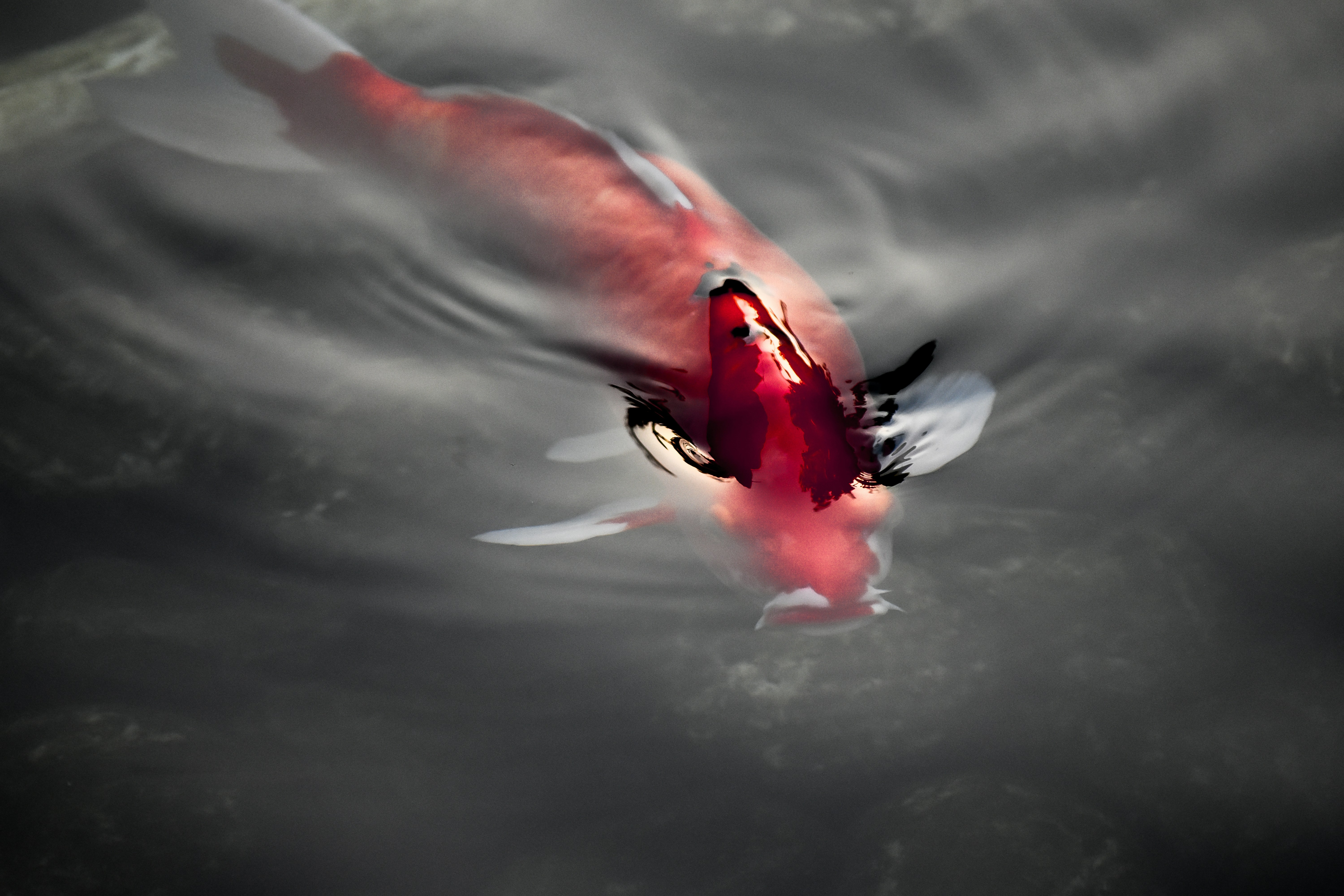 Crimson Koi Through a Veil of Water