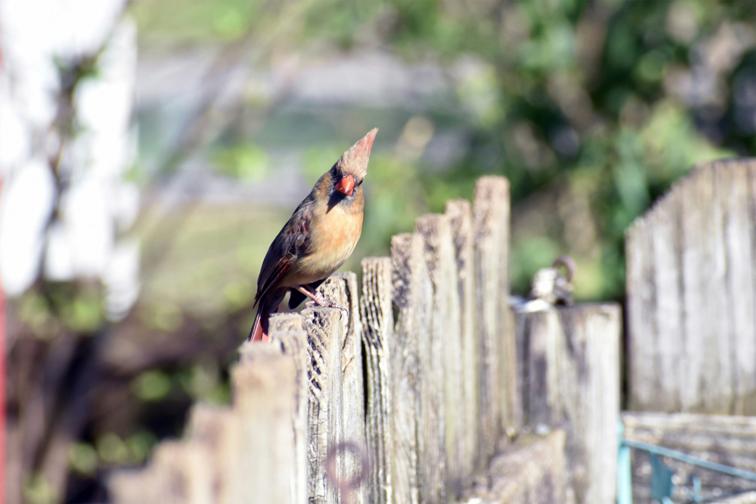 A northern cardinal perched gracefully on a weathered fence, surrounded by soft greenery. The bird's vibrant plumage contrasts beautifully with the rustic wood.