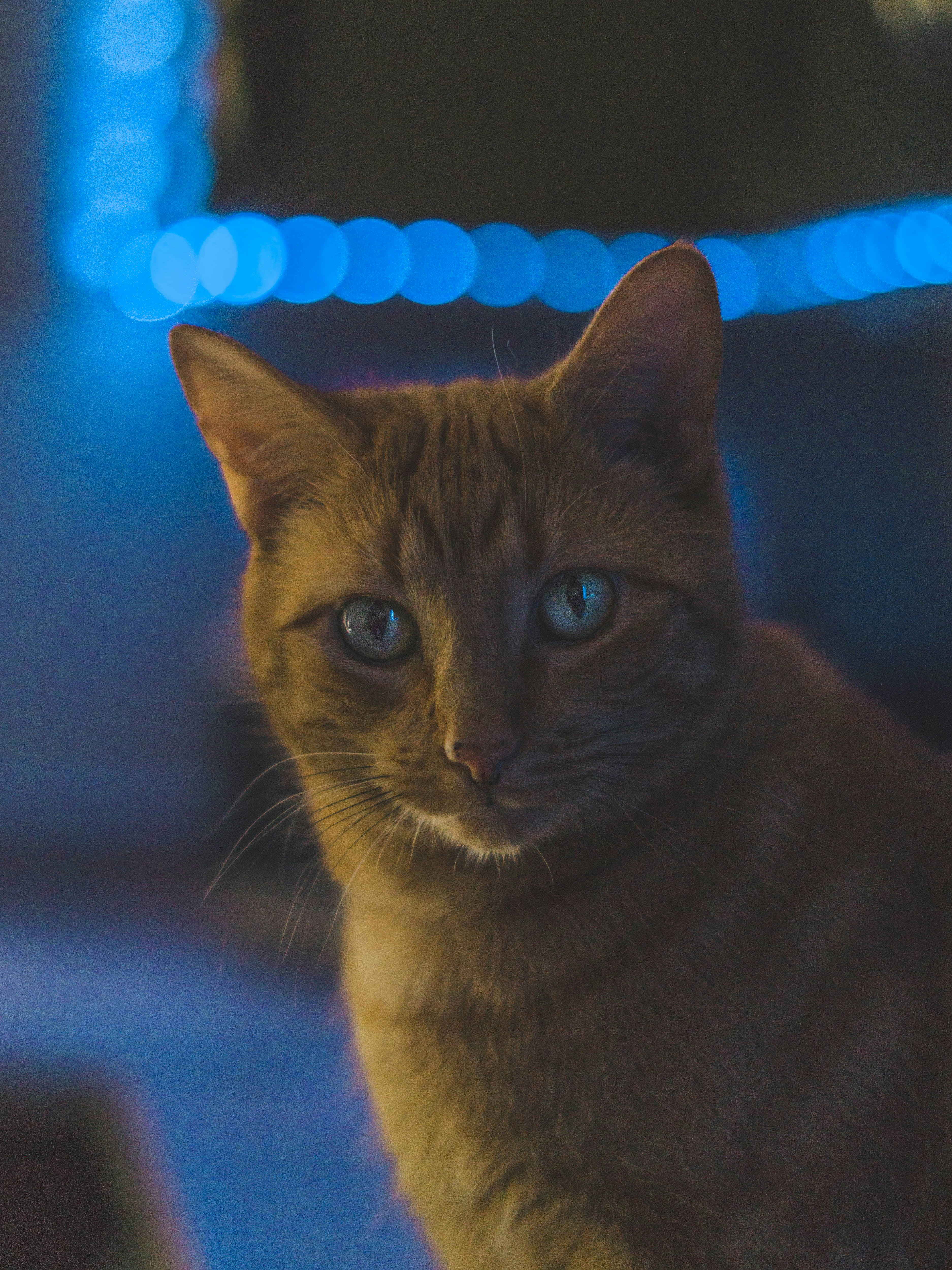 Cool catz | 1 best free mammal, pet, siamese and abyssinian photos on ...