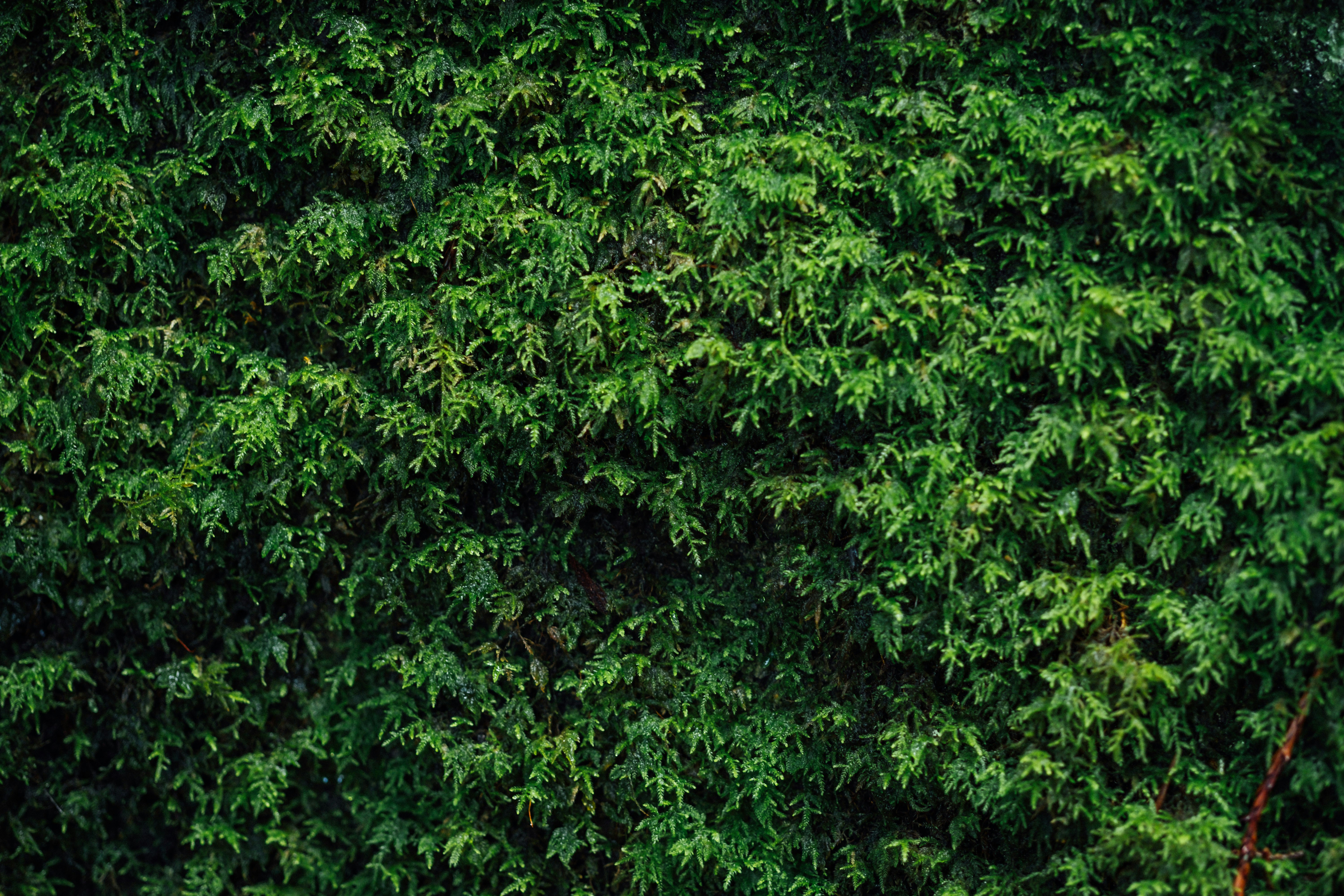Green-leafed tree photo – Free Green Image on Unsplash