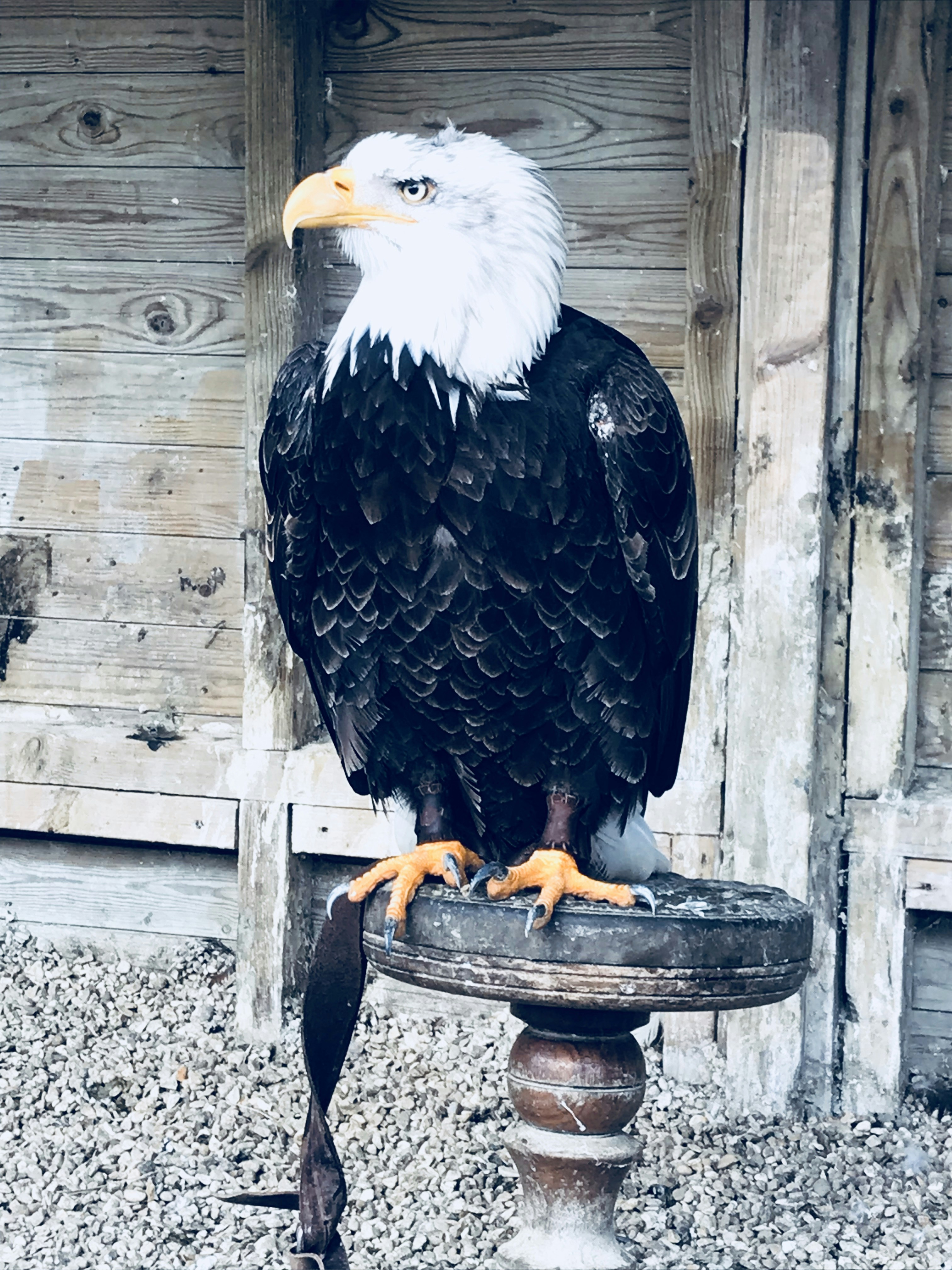 Majestic Bald Eagle Perched on a Weathered Pedestal
