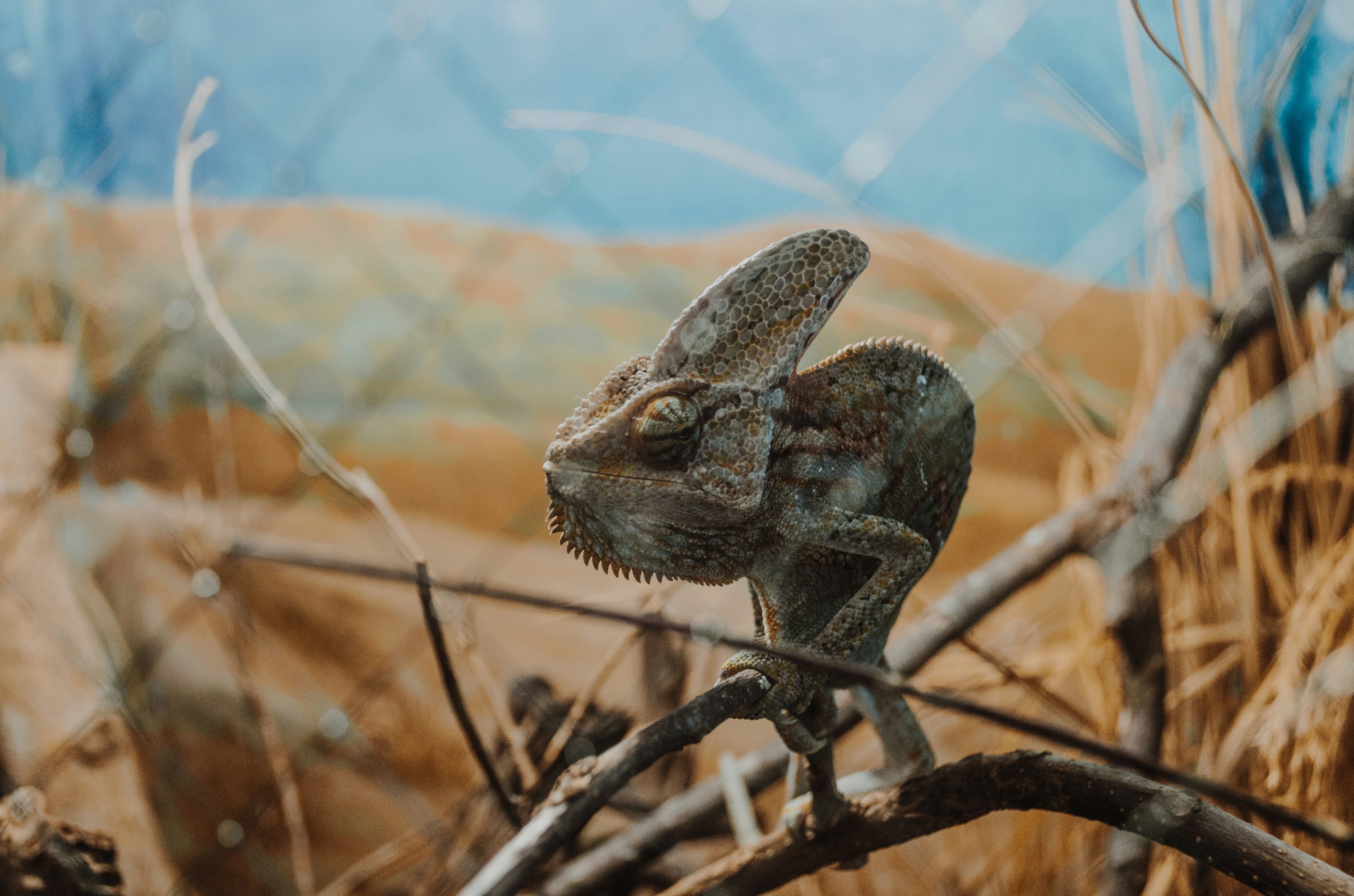 Chameleon perched on a branch, showcasing its textured skin against a blurred background of natural habitat.