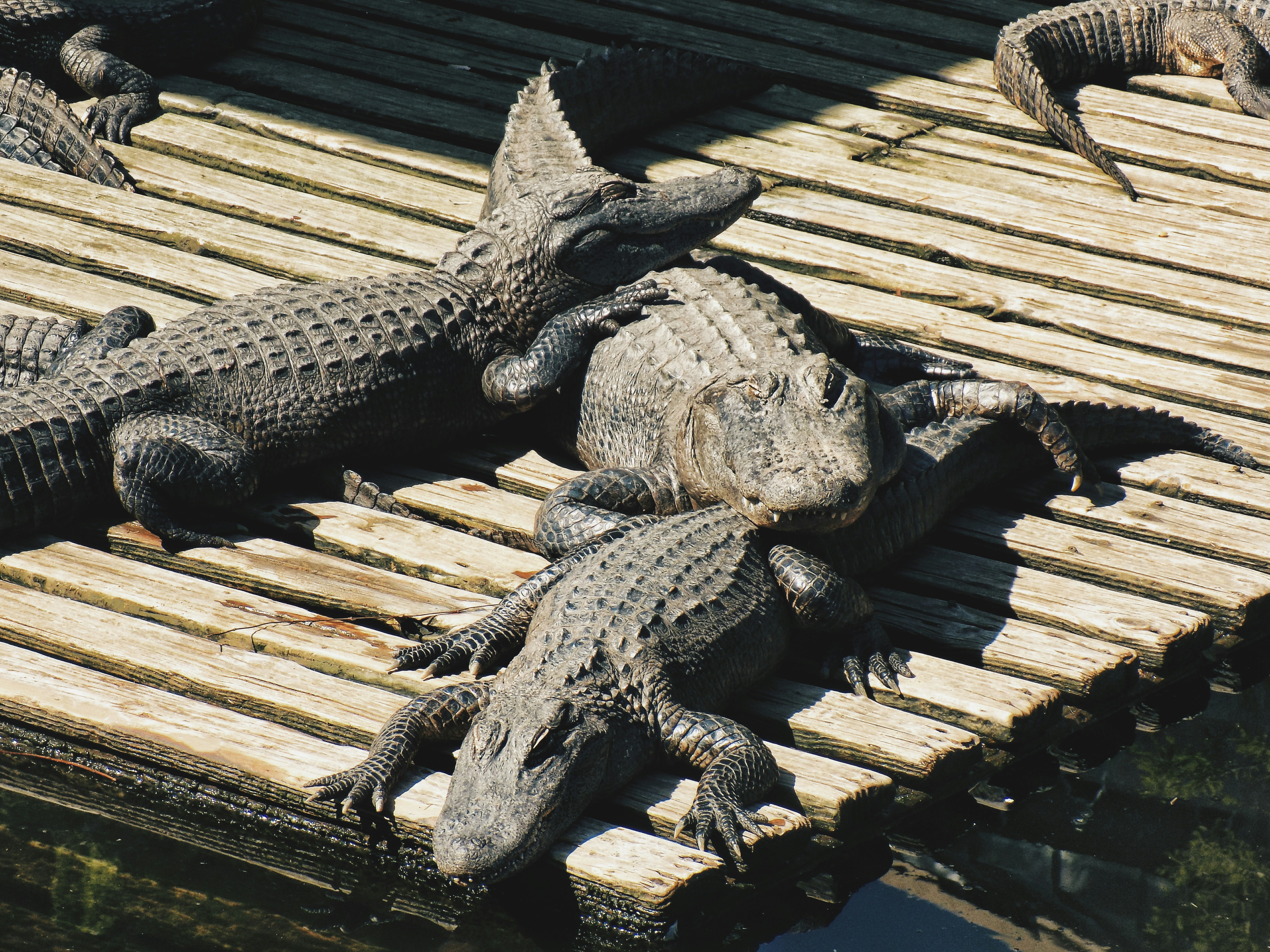 Group of alligators lounging on a wooden dock, basking in the sunlight. The scene captures their textured skin and relaxed posture.