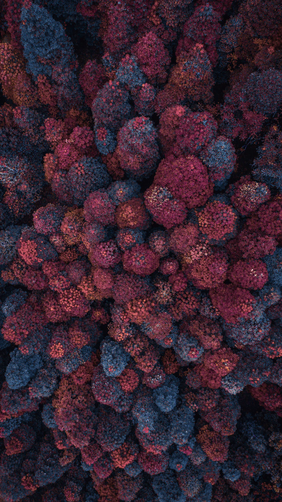 Imaginary Forest | aerial view photography of of pink and blue pine trees