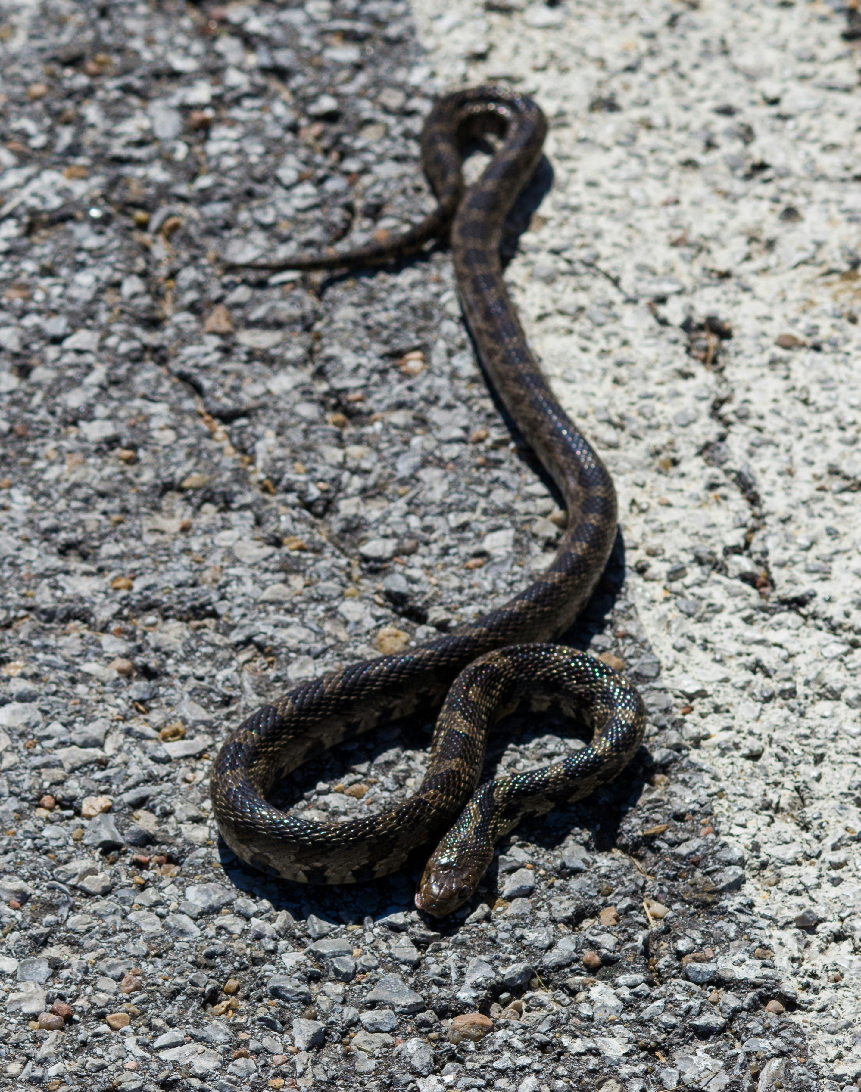 Sinuous Asphalt Serpent on Sunlit Pavement