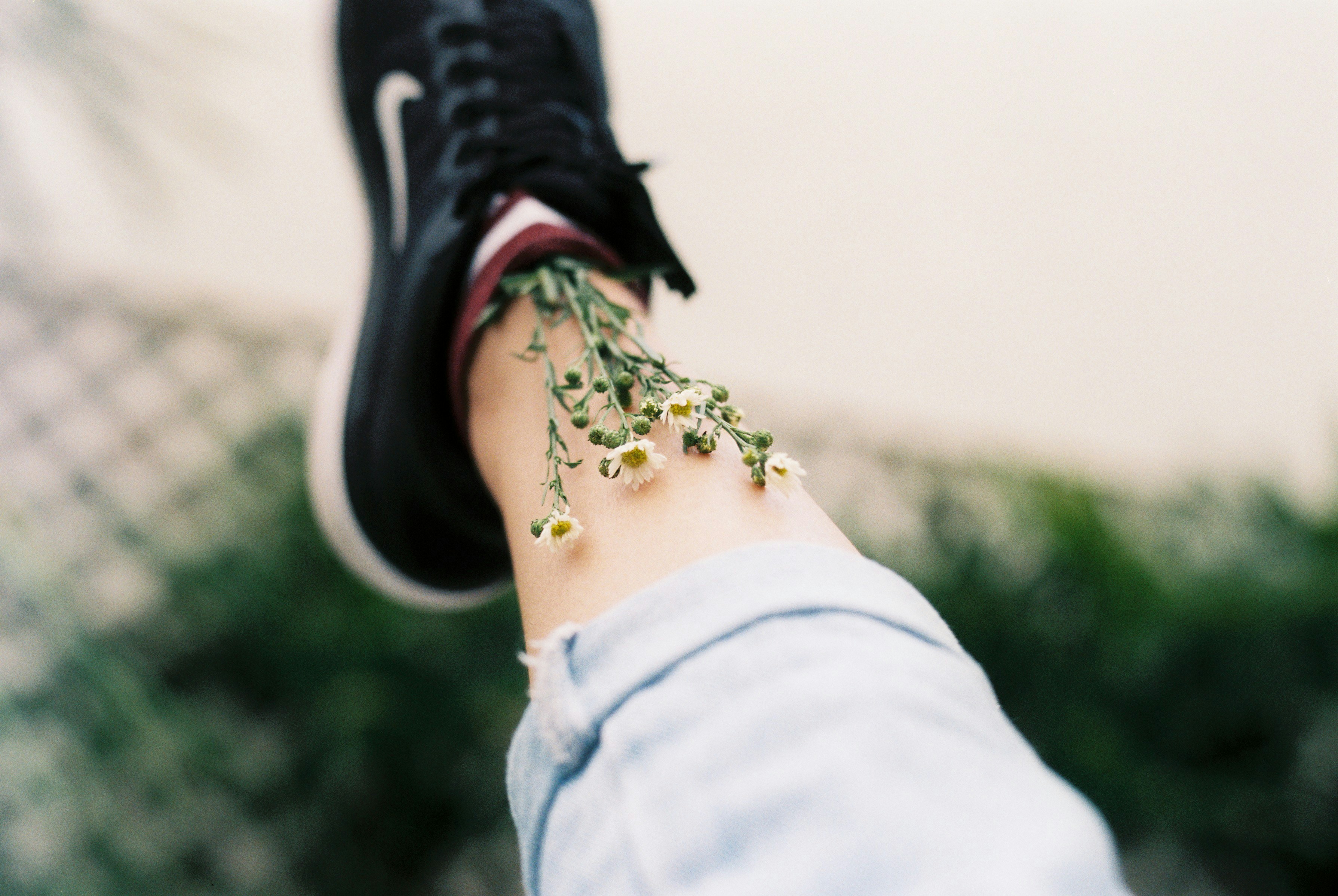 Person's shoe filled with daisy flowers photo – Free Da nang Image on ...