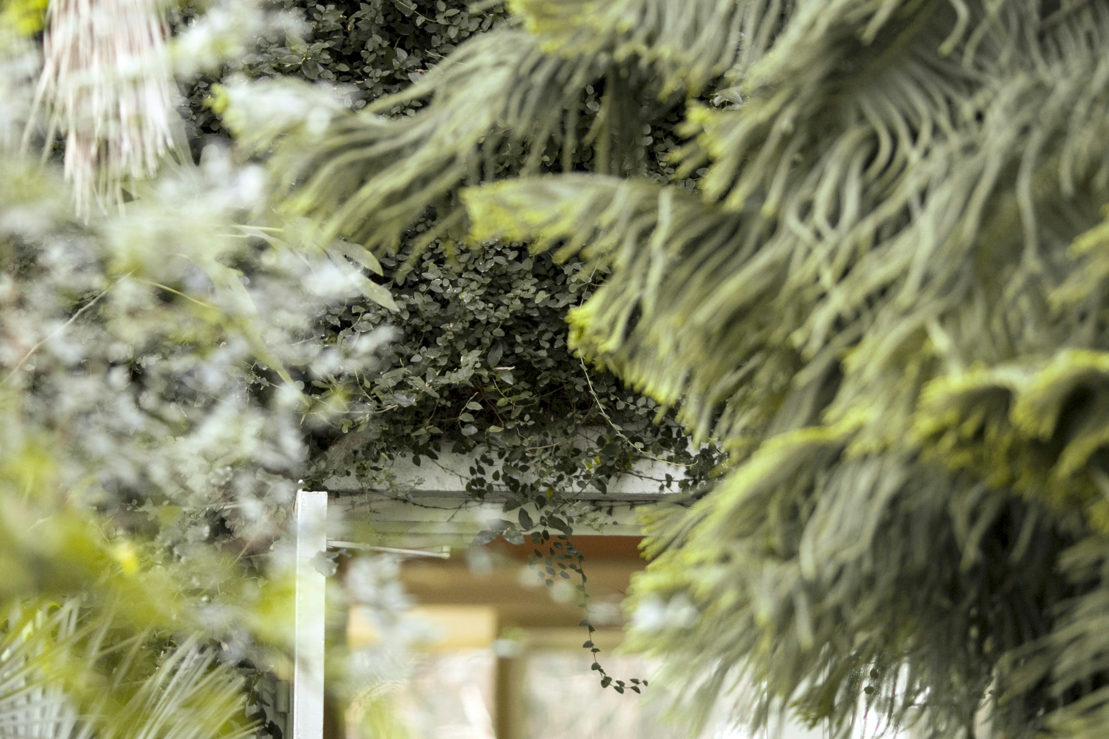 Through a Green Arch: Morning Light Framing a Garden Gate