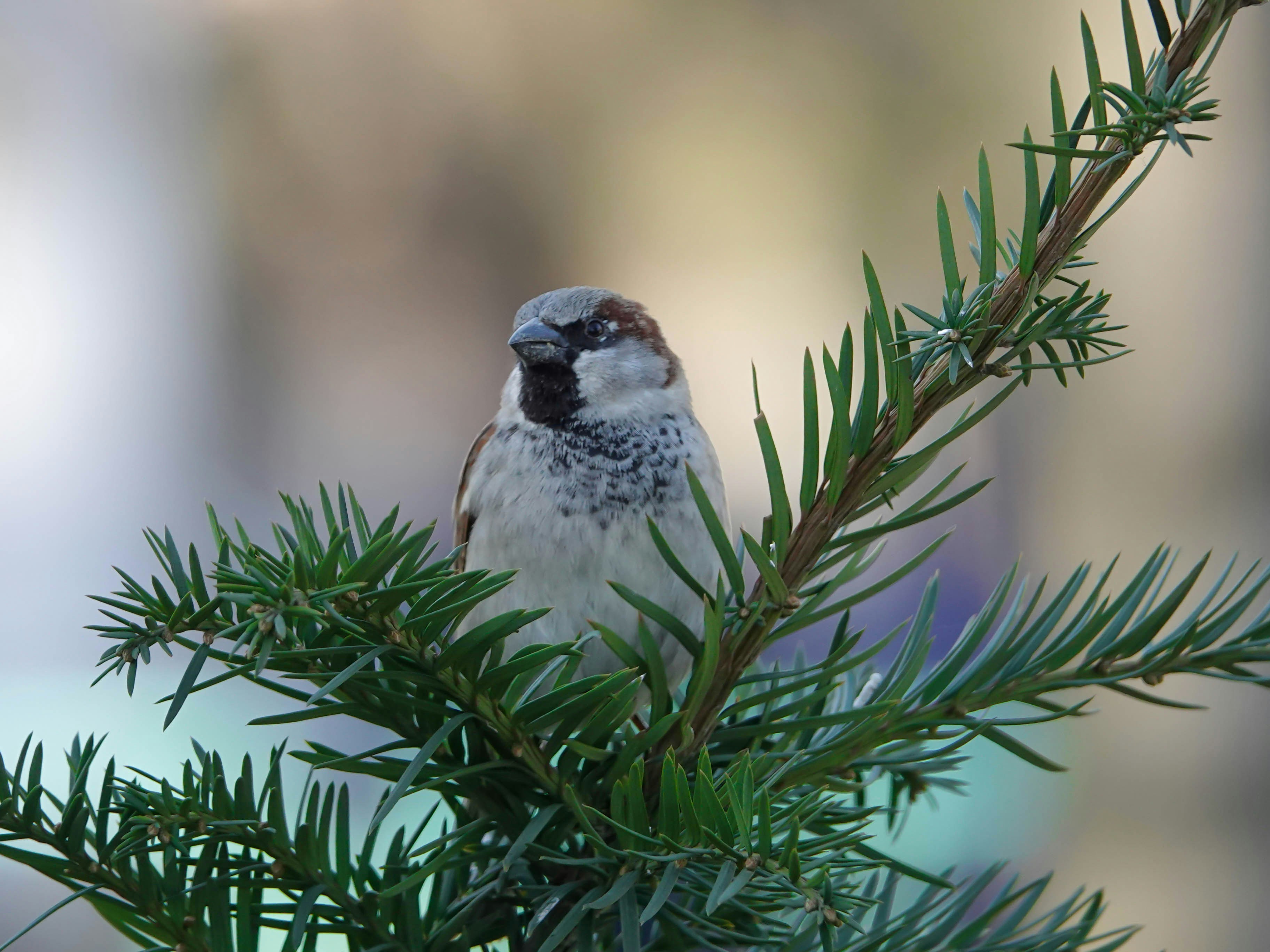 Sparrow Perched Amid Pine Needles: Quiet Focus in Dappled Light