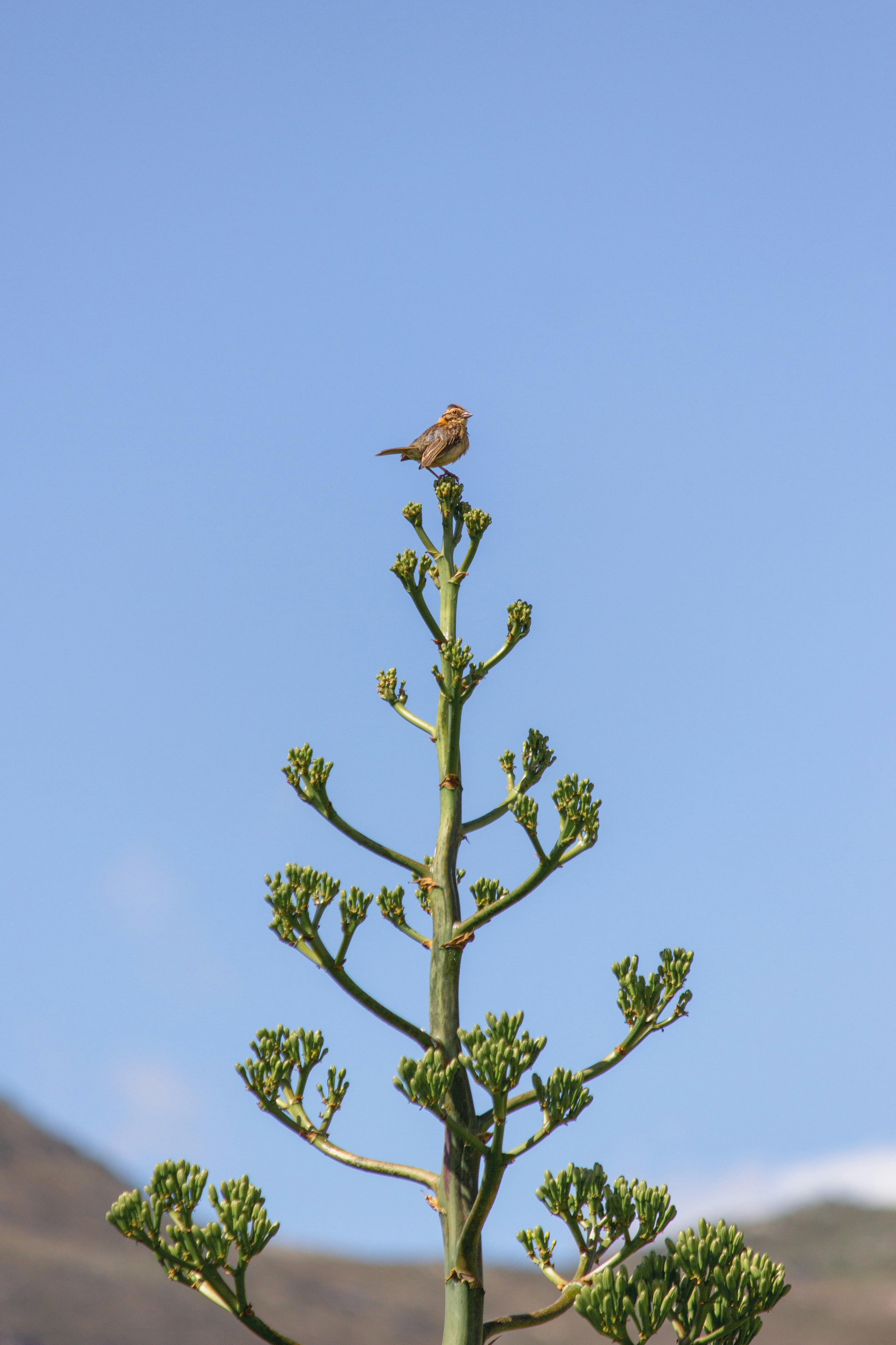 Top-Branch Perch: Brown Songbird on a Green Crown Against Blue Sky
