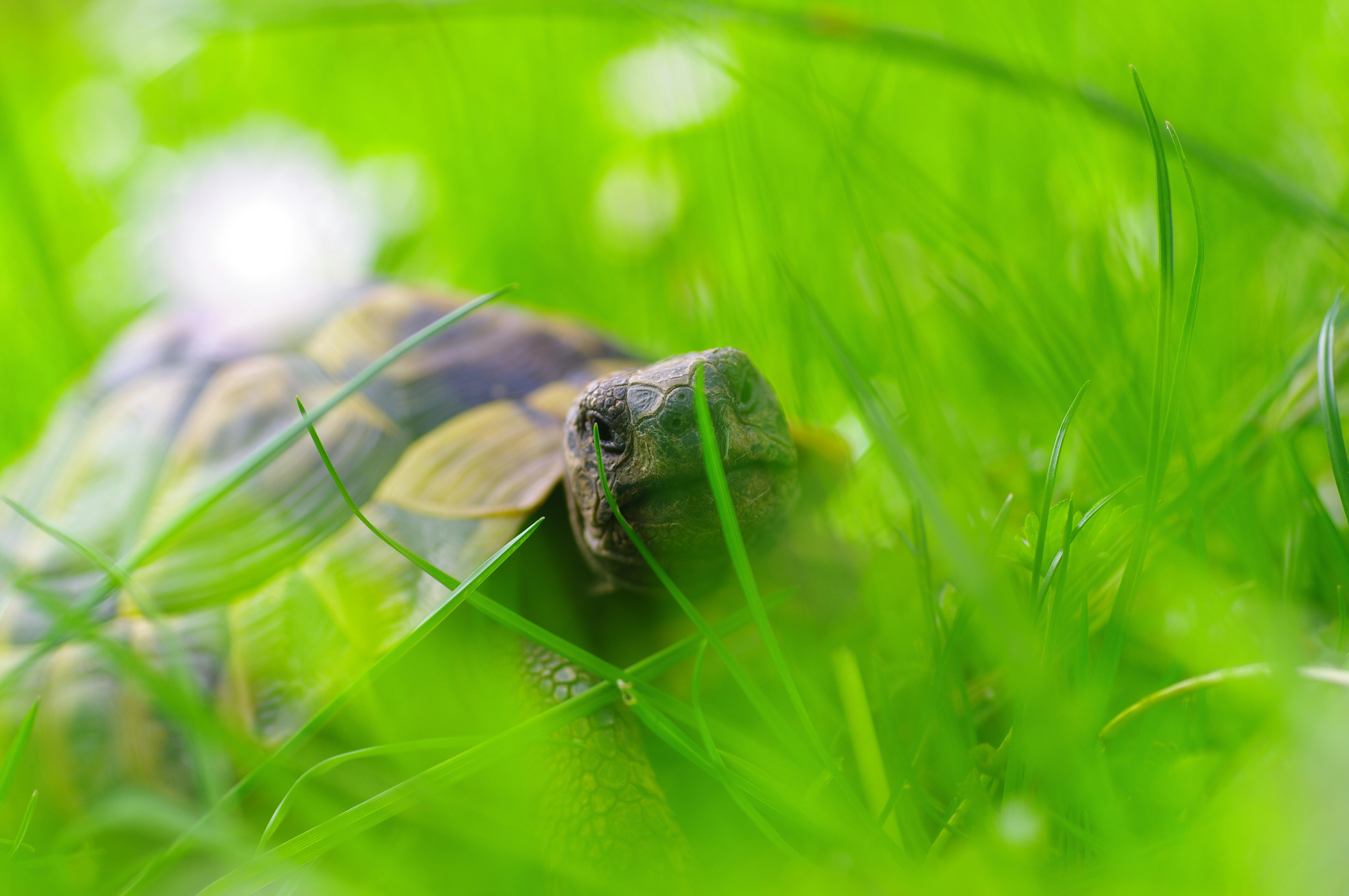 A tortoise peeking through lush green grass, showcasing its intricate shell patterns and serene expression.