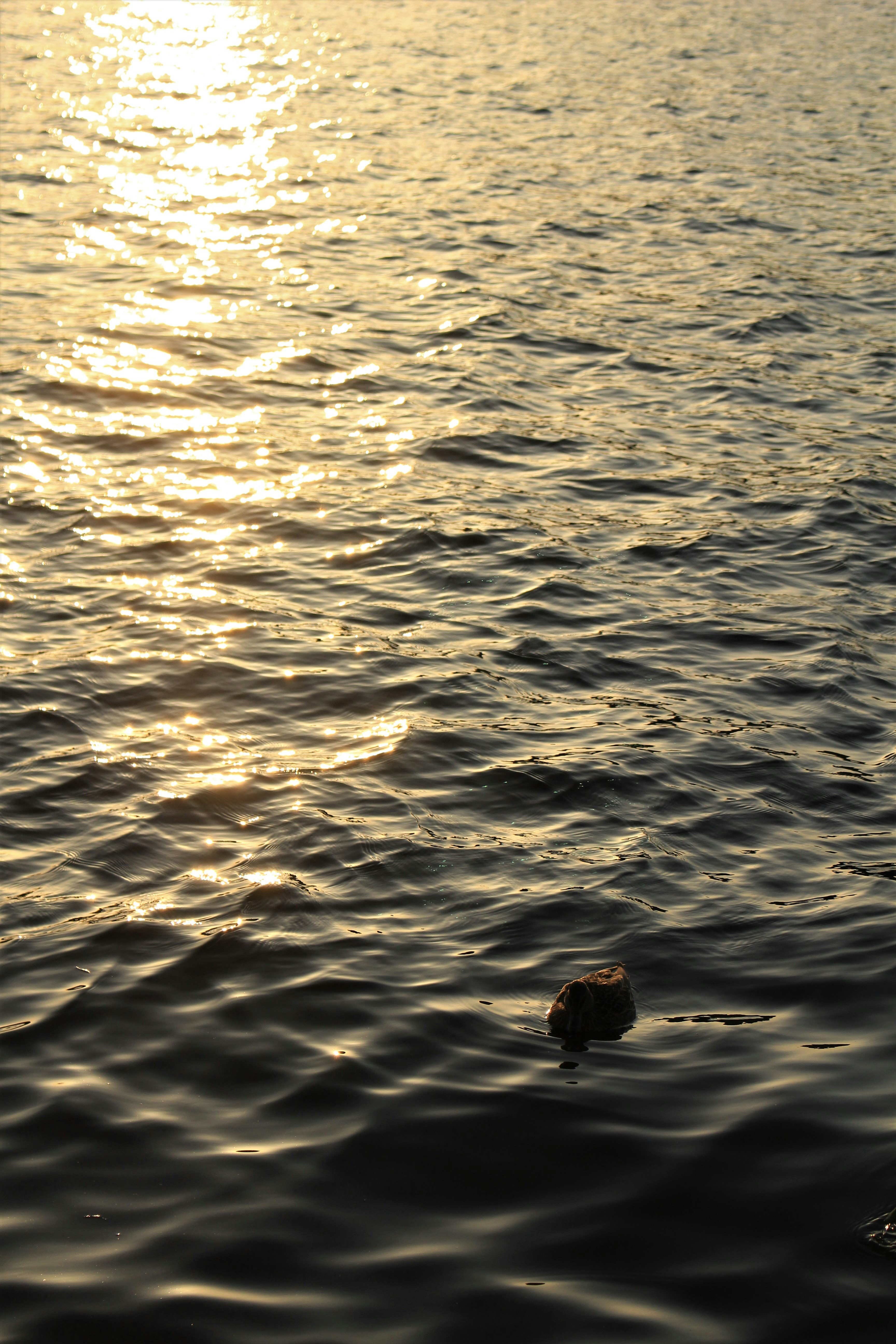 100+ Calming Pictures [HD] | Download Free Images on Unsplash