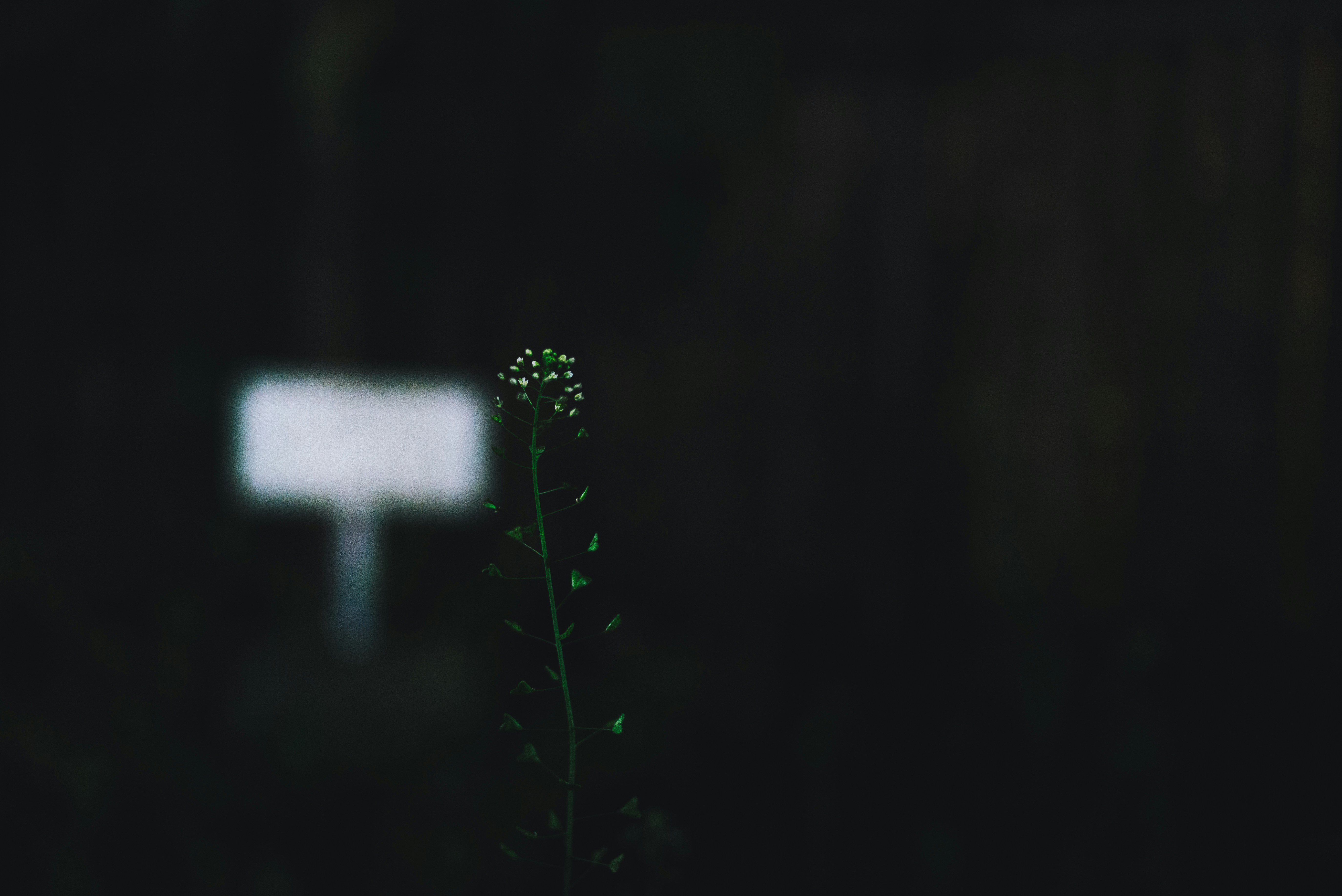 Lone Green Spike Reaching Through Velvet Night