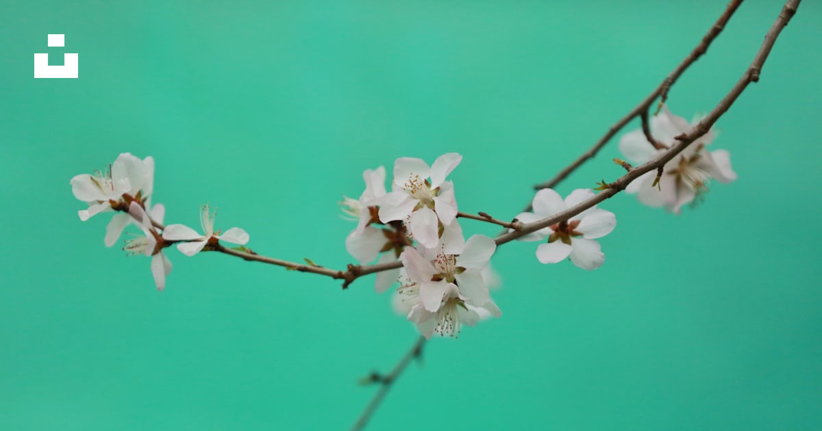 Foto Fotografía De Enfoque Selectivo De Flores Blancas Imagen Fiore