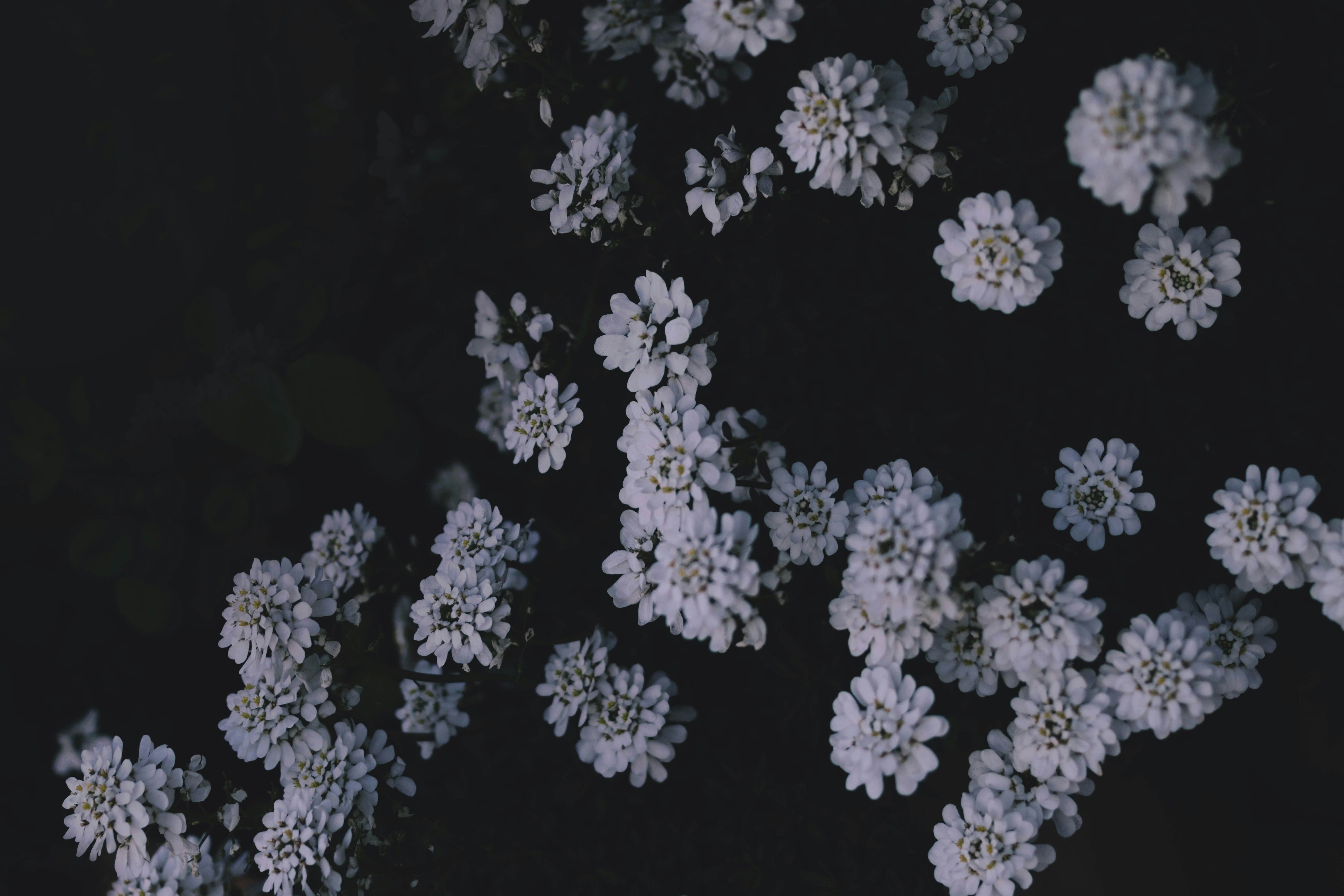 Delicate white flowers scattered across a dark background, creating a serene and ethereal atmosphere.