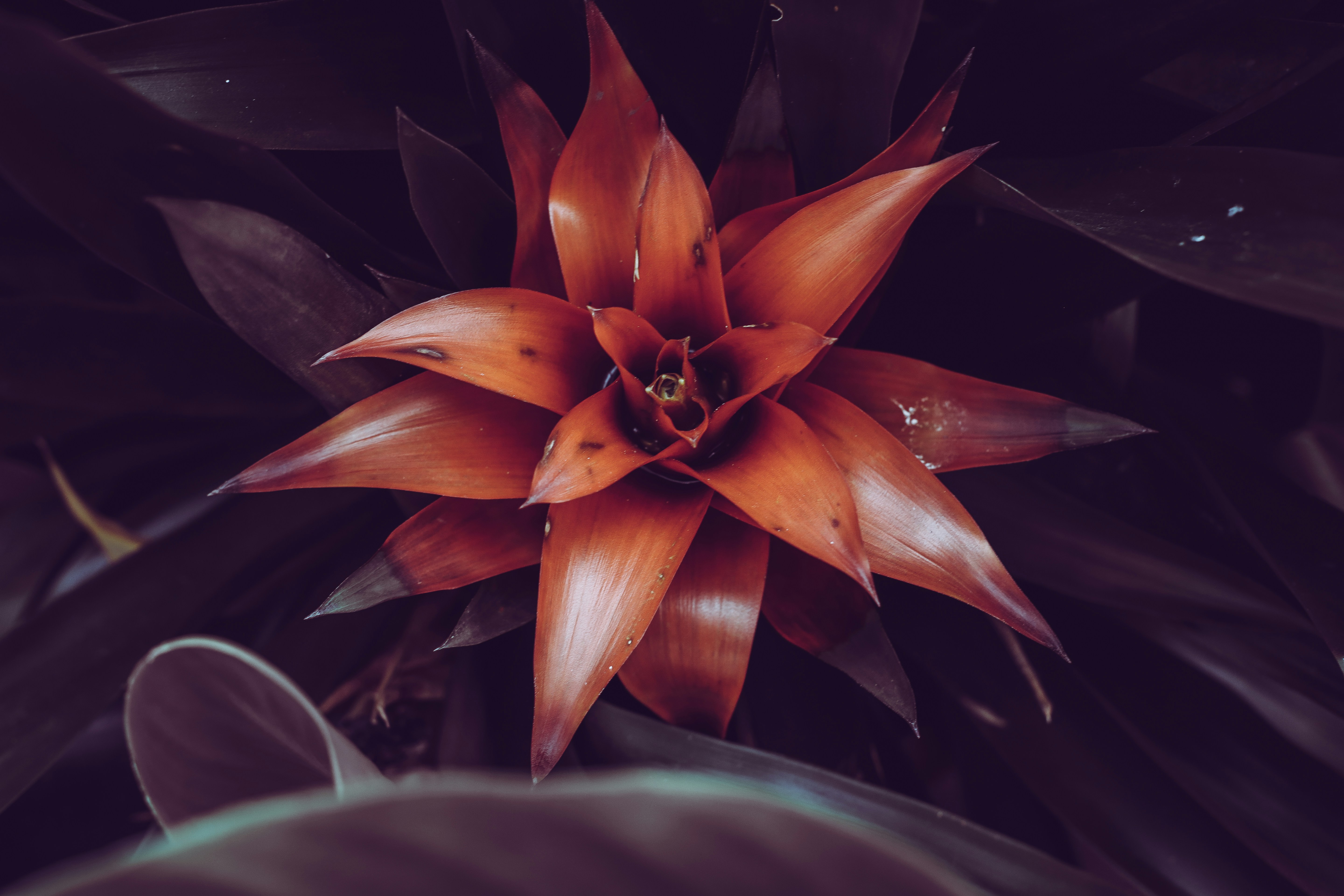 Center Bloom: A Red-Orange Star Emerges from Shadowed Leaves