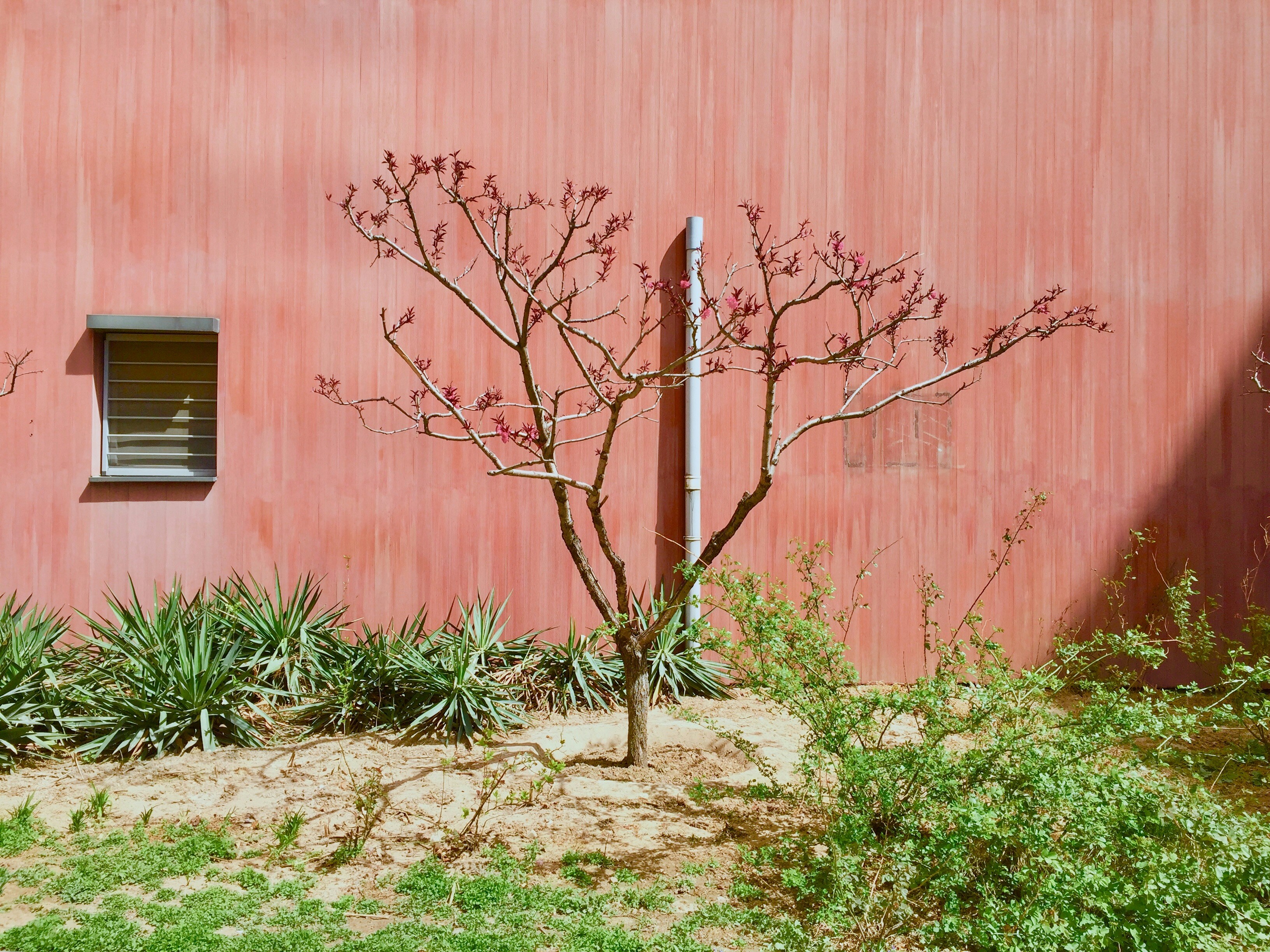 A bare tree stands resilient against a vibrant rust-colored wall, surrounded by lush greenery and textured plants. The contrast highlights the beauty of nature amidst urban elements.