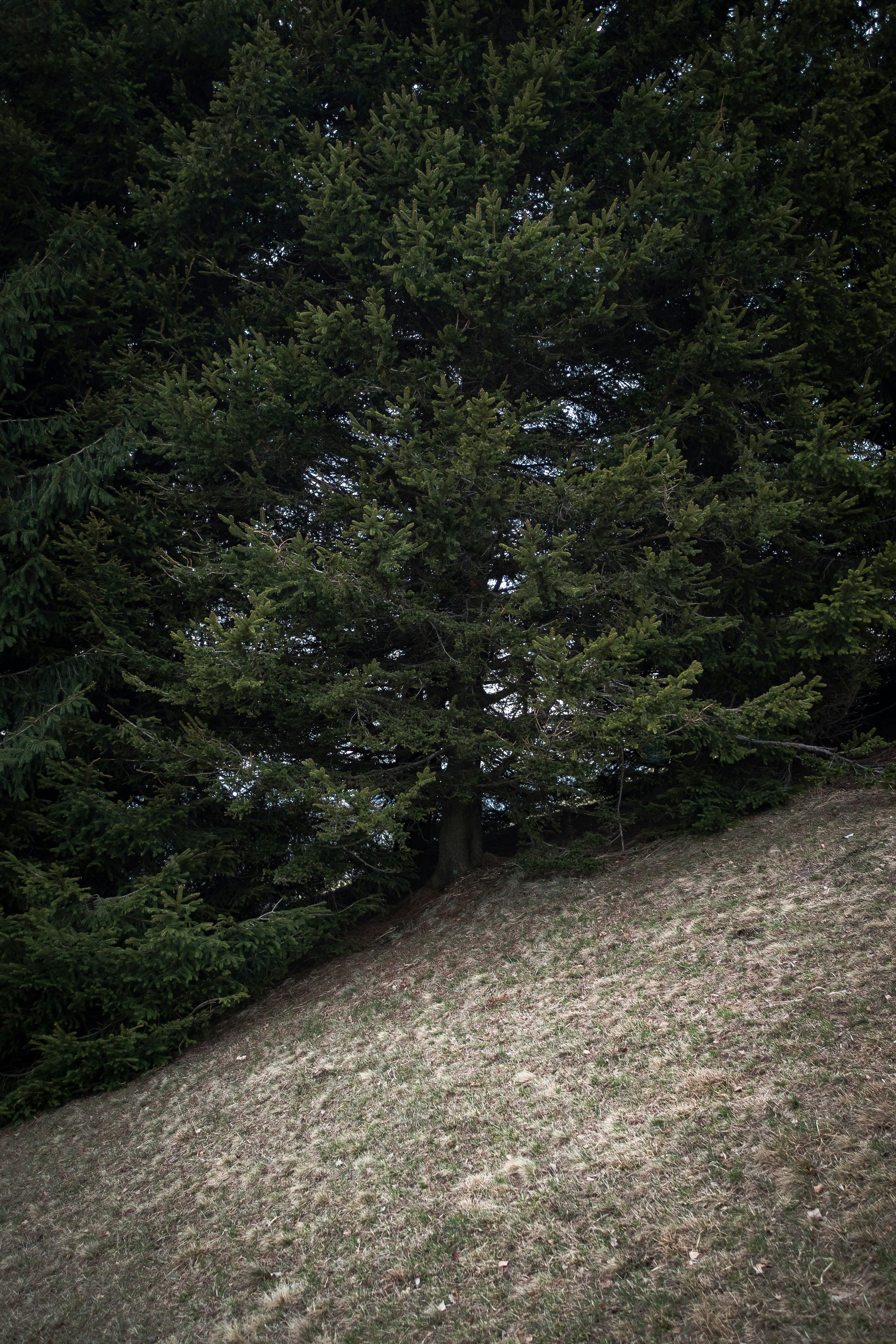 Giovanni Corti (@giovalife) | Unsplashフォトコミュニティ