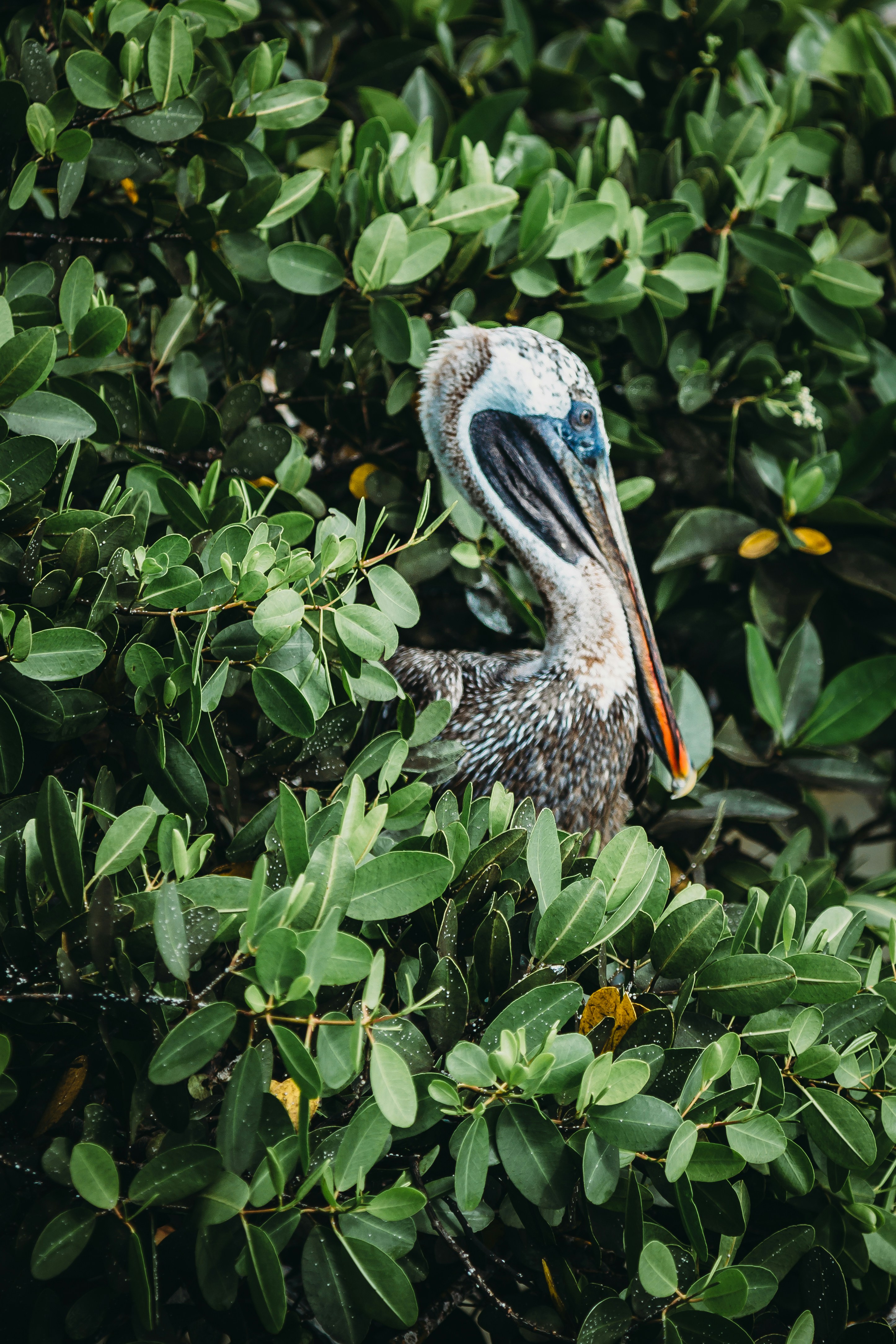 A pelican peeks through dense green foliage, showcasing its distinctive features and vibrant colors. The natural setting emphasizes the bird's camouflage.