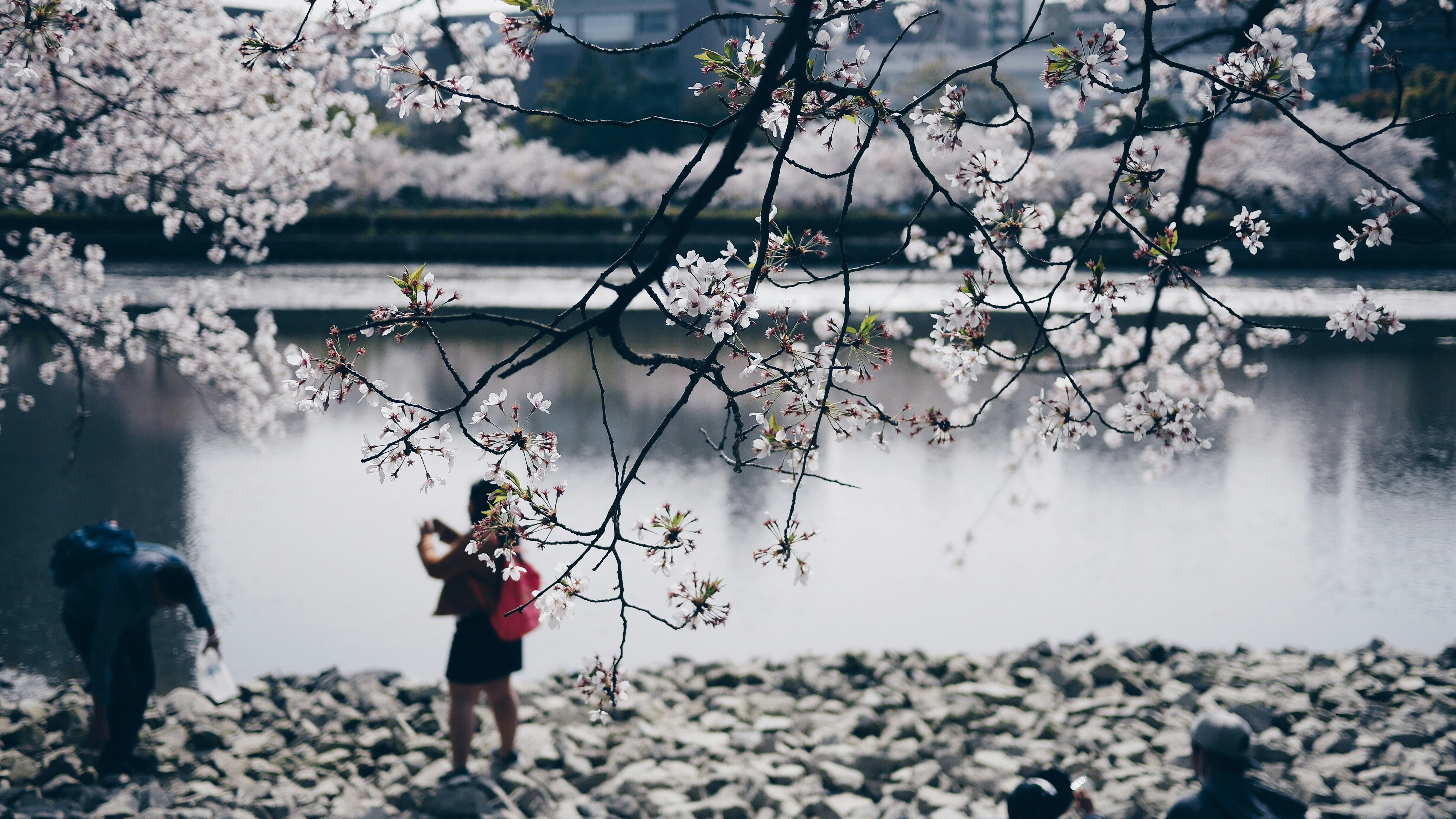 Sakura tree by the lake