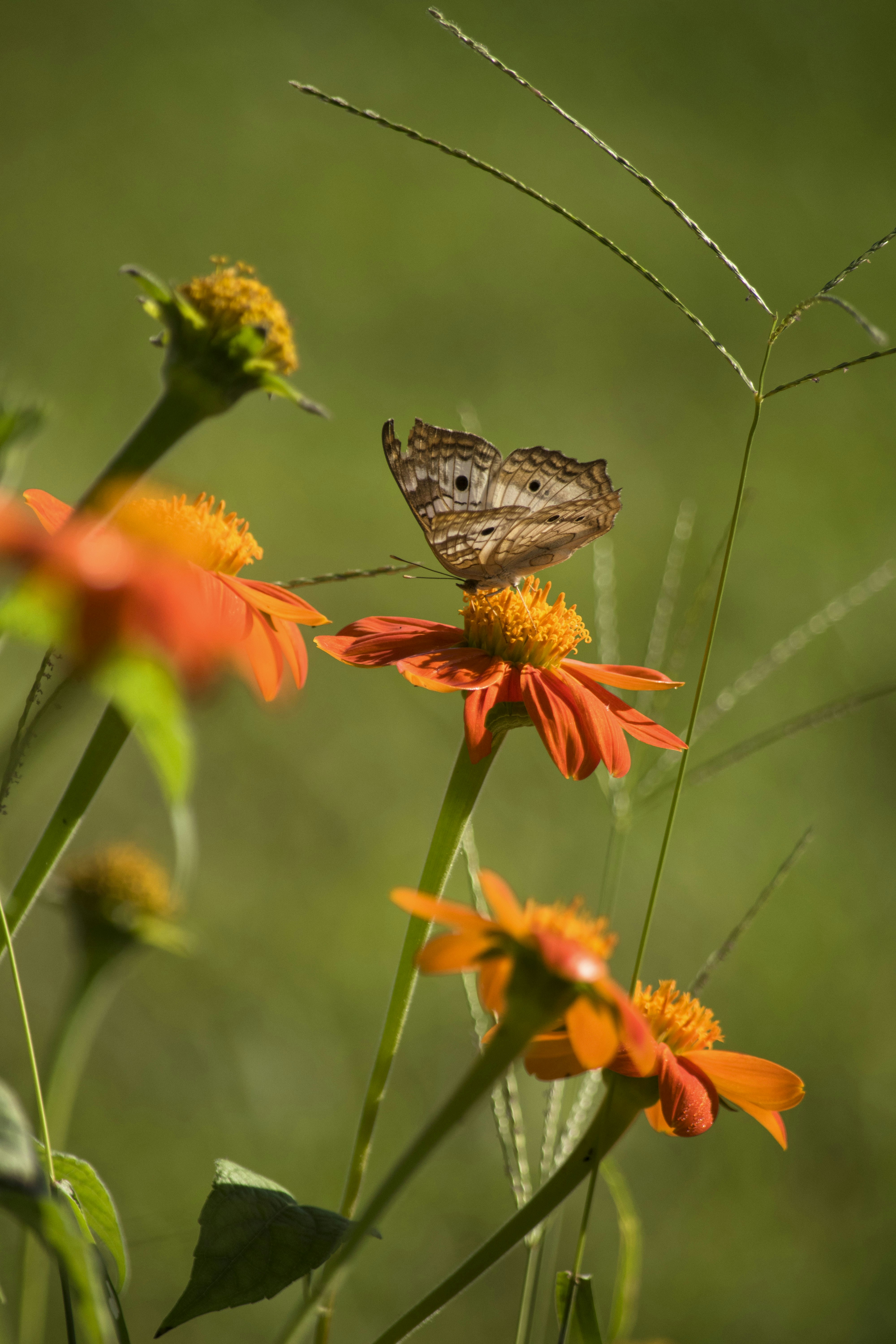 A white peacock butterfly feeds on Mexican sunflowers in my garden
