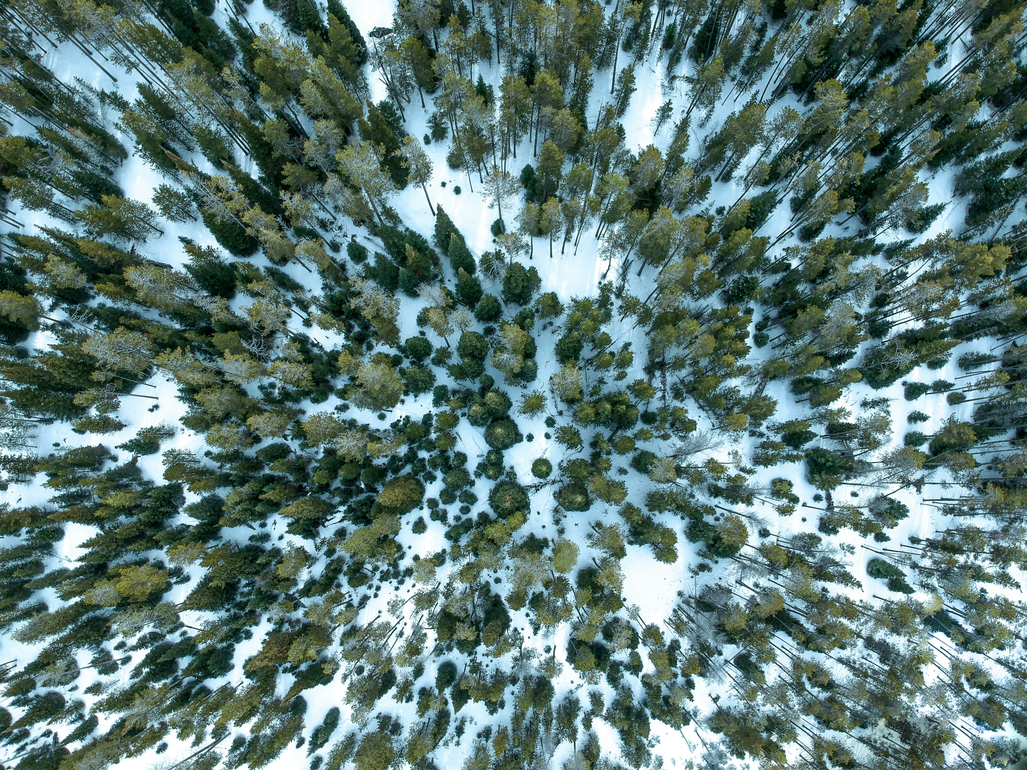 Aerial view of a dense forest with snow-covered ground and scattered evergreen trees.