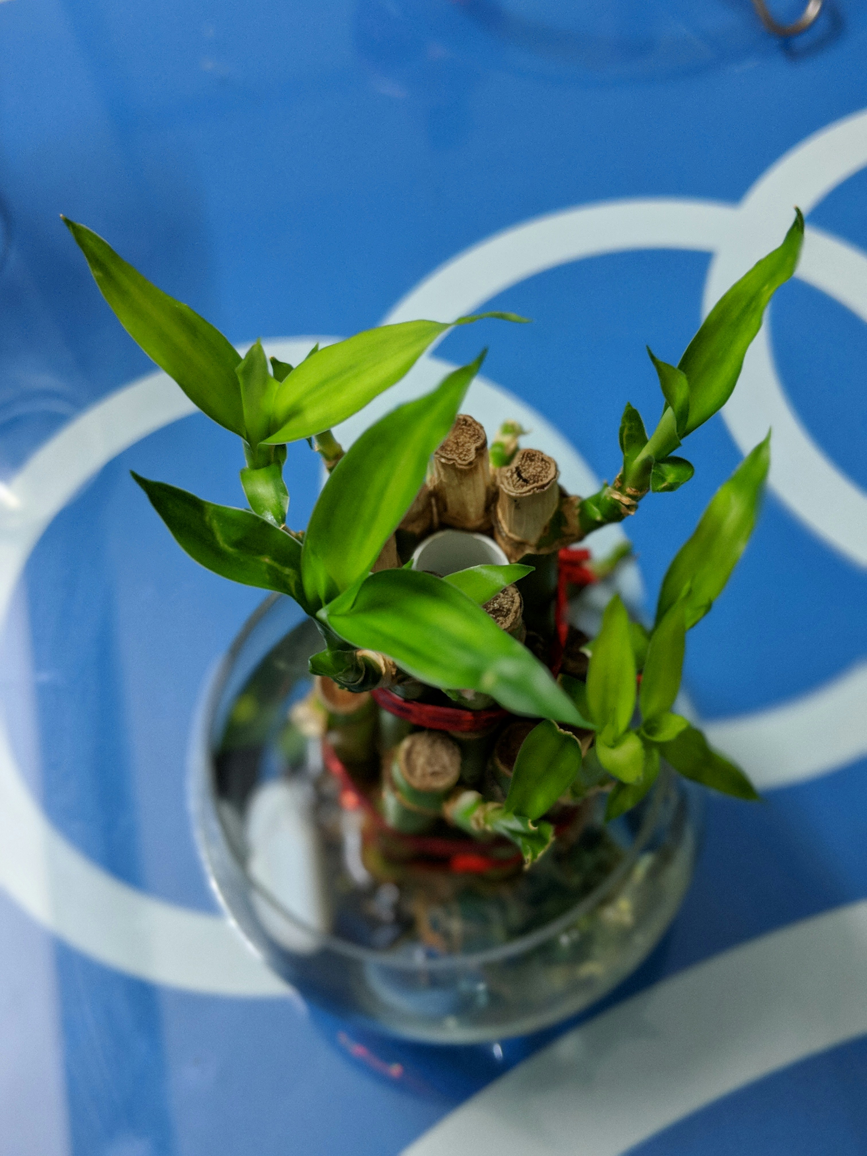 Bound Bamboo Sprouts in a Glass Vessel Against a Cerulean Backdrop