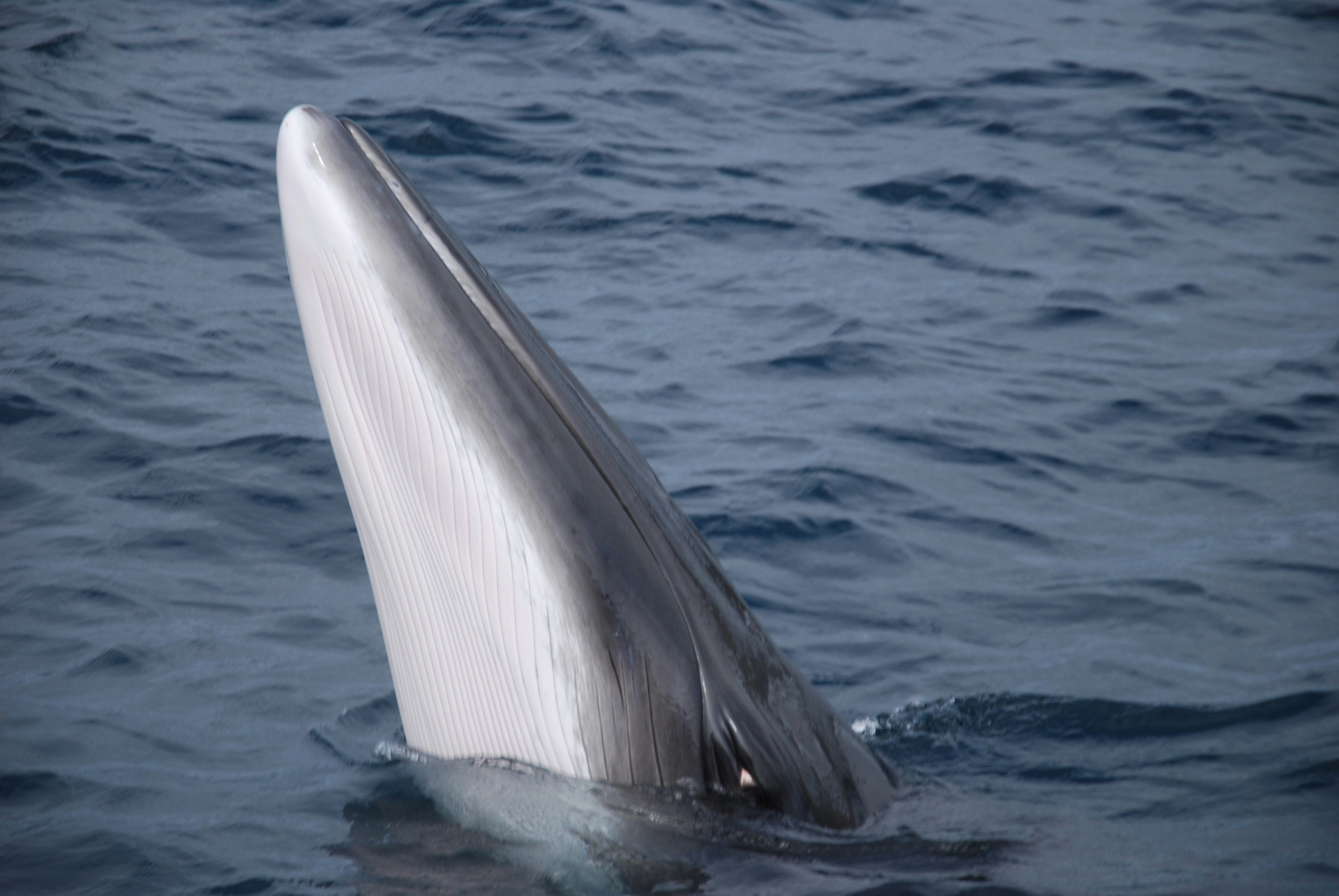Photograph shows a massive marine animal's head and dorsal ridge breaking the calm blue surface.