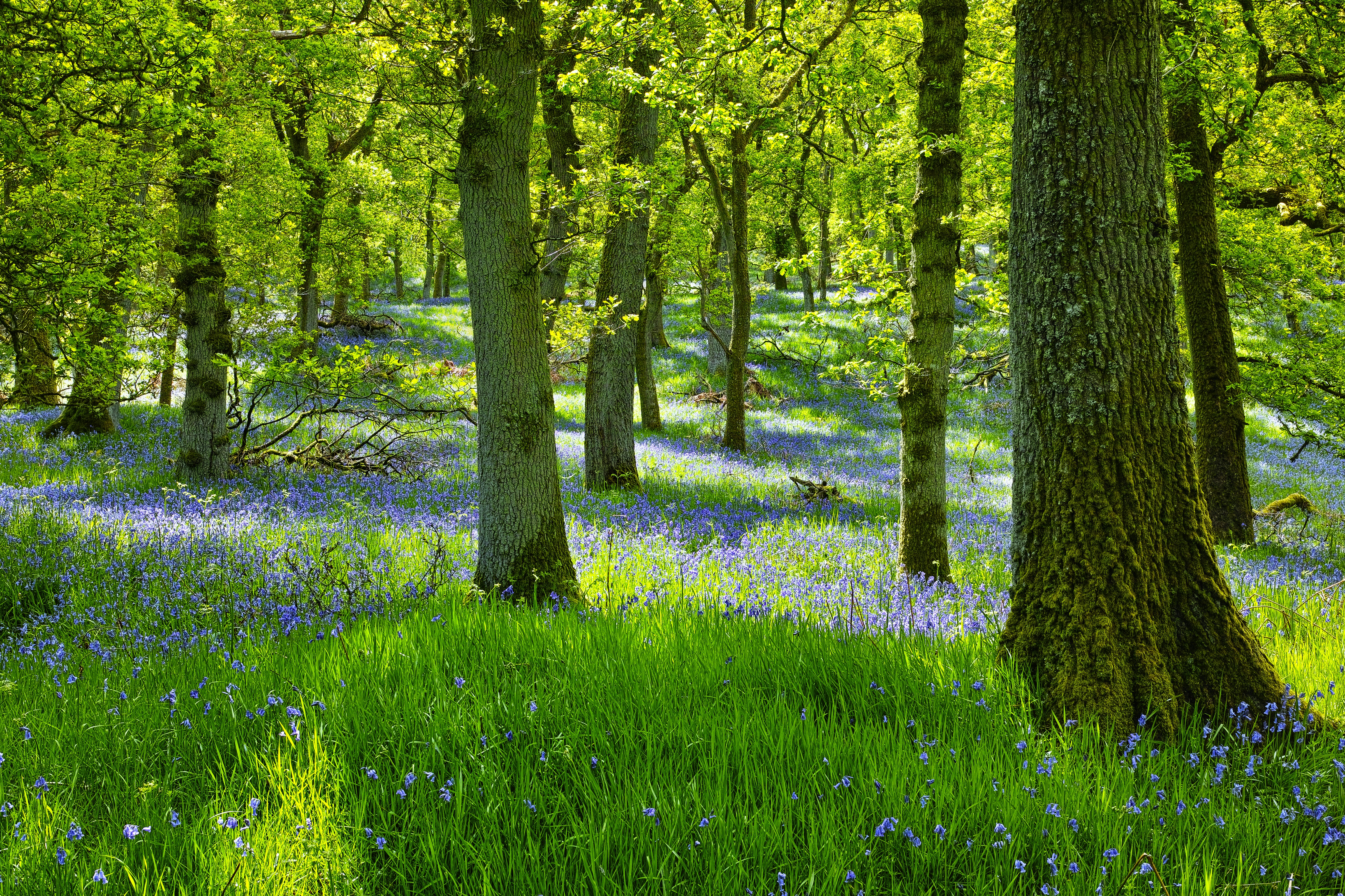 Forest Flowers Pictures | Download Free Images on Unsplash