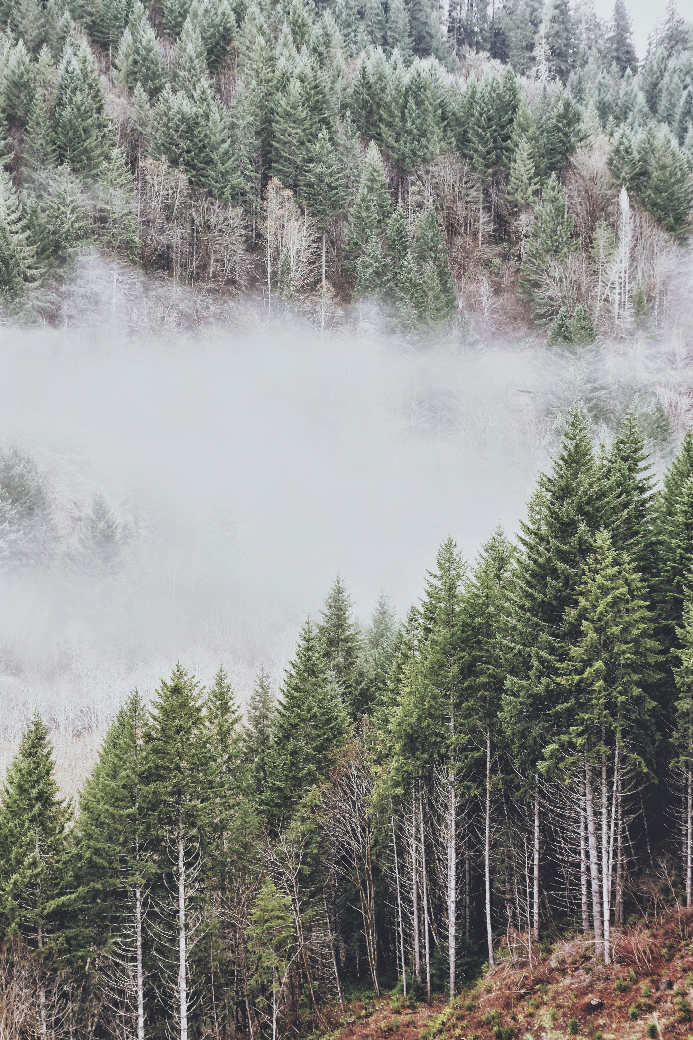 Green leafed trees with smoke during day time photo – Free Forest Image ...
