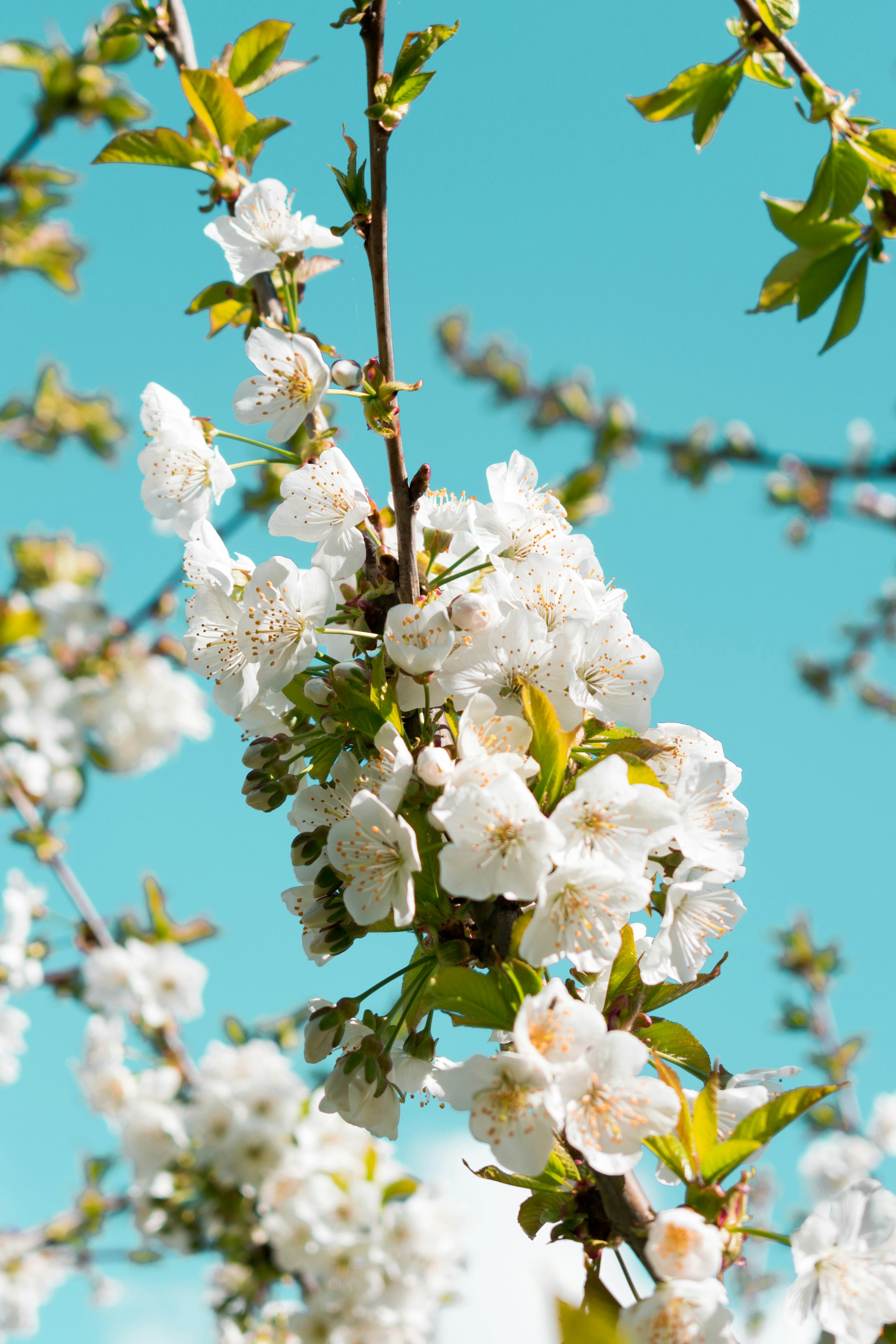 Azure Sky and White Blossoms: A Spring-Branch Portrait
