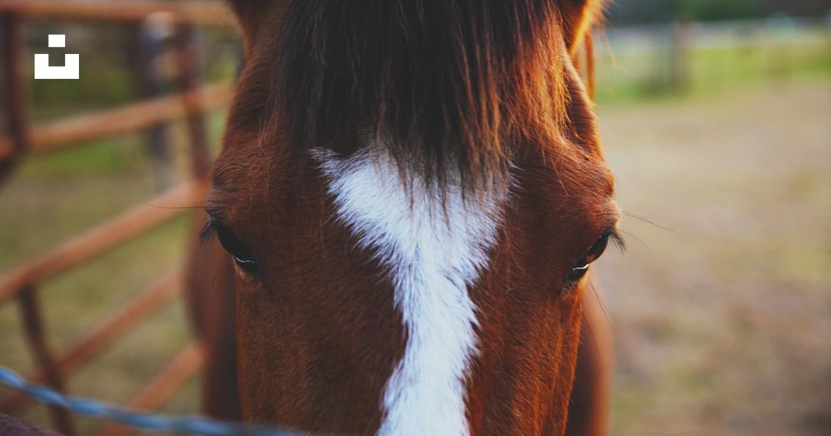 茶色と白の馬のクローズアップ写真の写真 Unsplashの無料うま写真