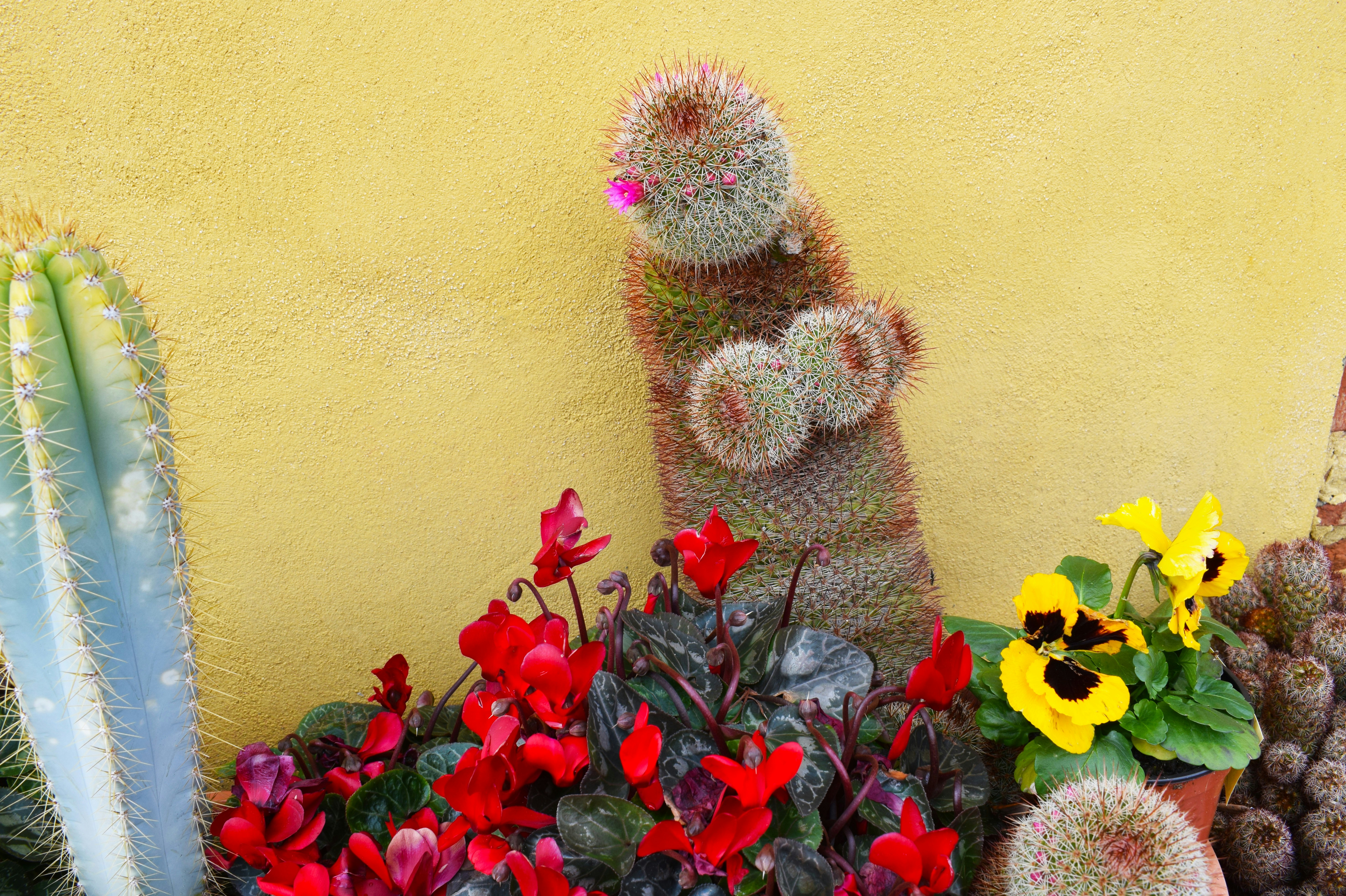 Desert Garden Bloom: Cacti and Crimson Petals Against a Sunny Wall