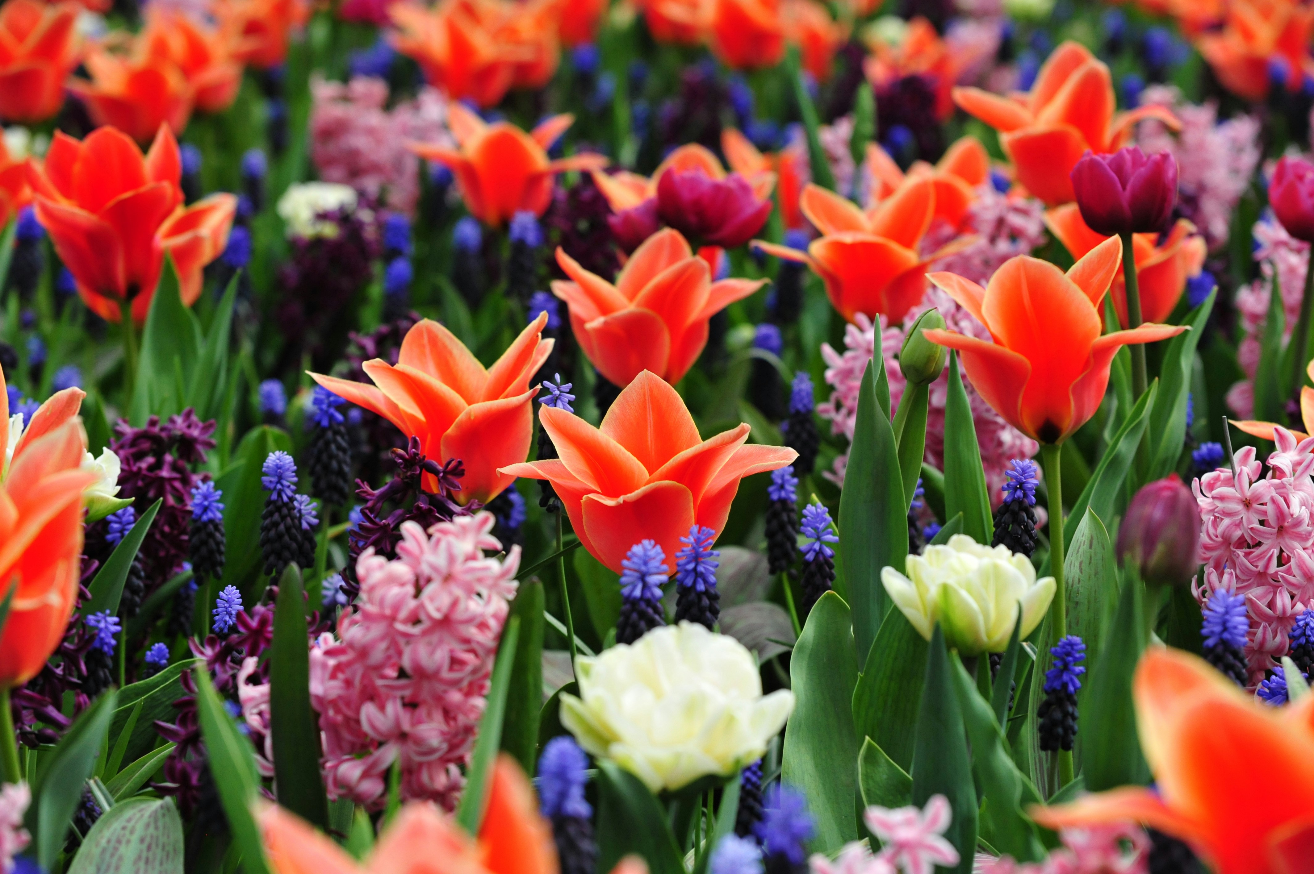 Vibrant orange tulips interspersed with clusters of purple and pink flowers create a lively floral tapestry.