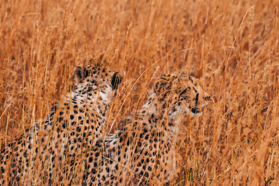 Two cheetahs crouch and move through dense golden grass, partially concealed by the vegetation. Their spotted coats stand out against the warm-toned field.