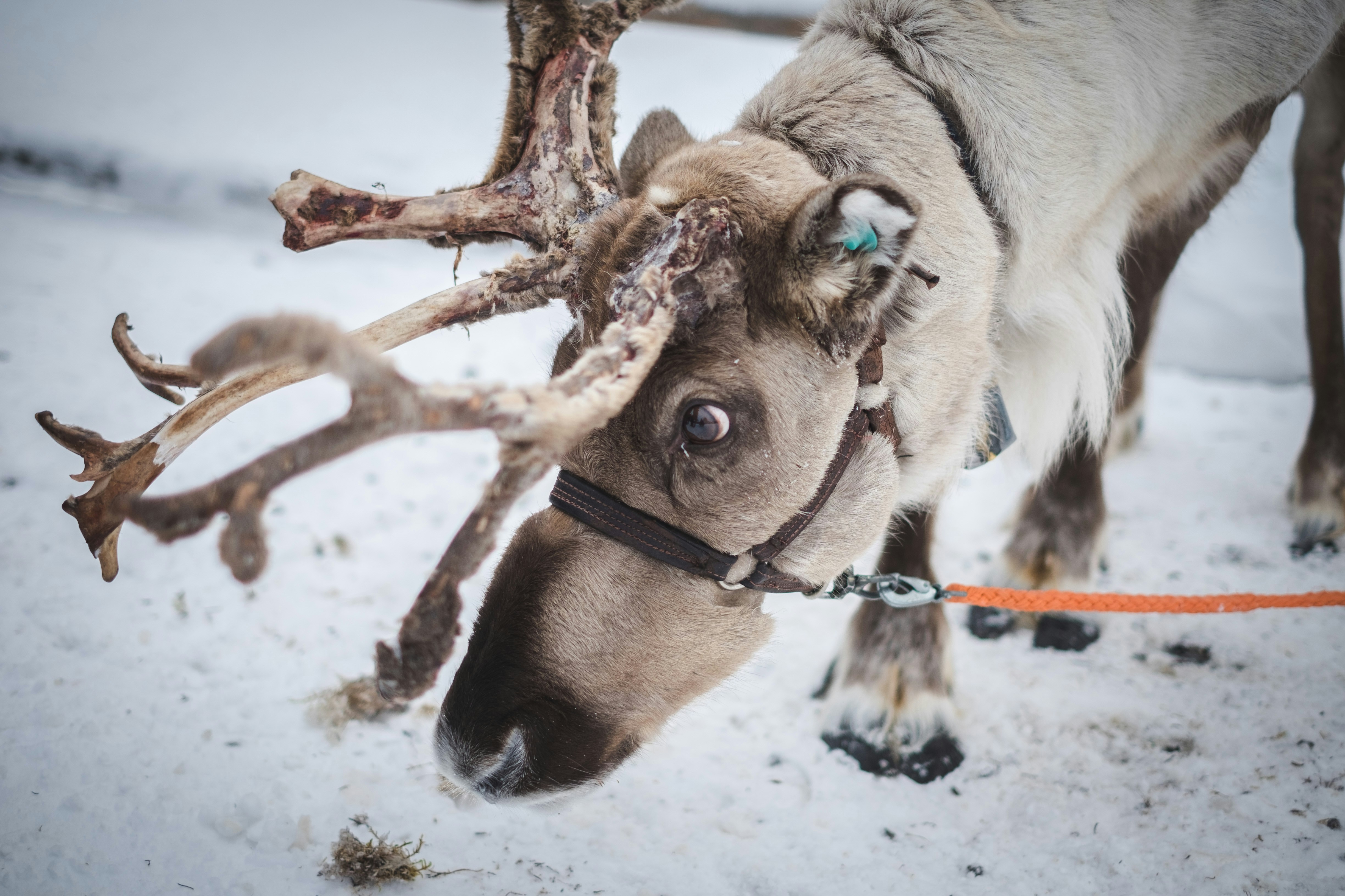 Reindeer with prominent antlers grazing on snow-covered ground, showcasing its unique features and natural habitat.