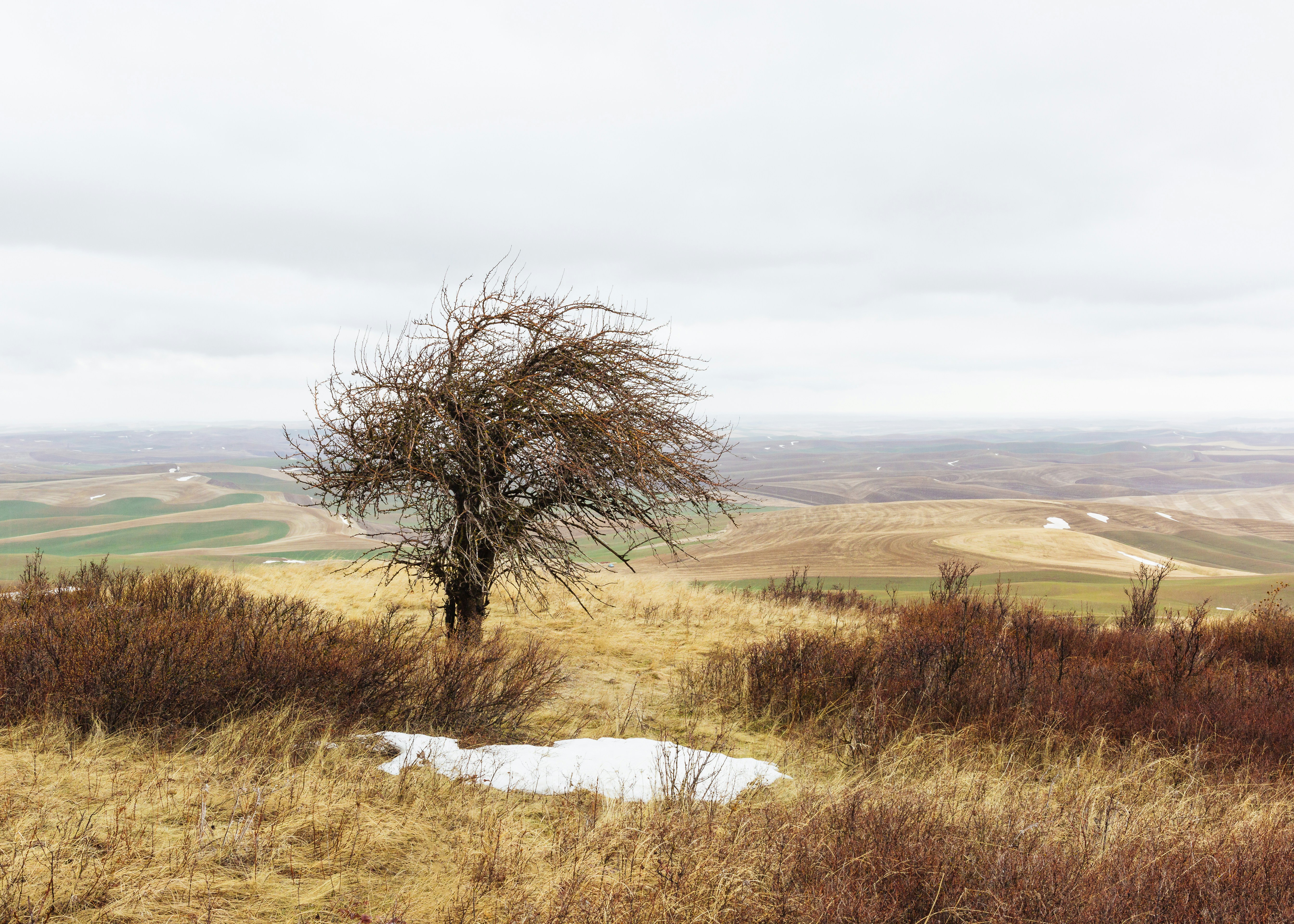 Black bare tree near brown glass field during daytime photo – Free ...