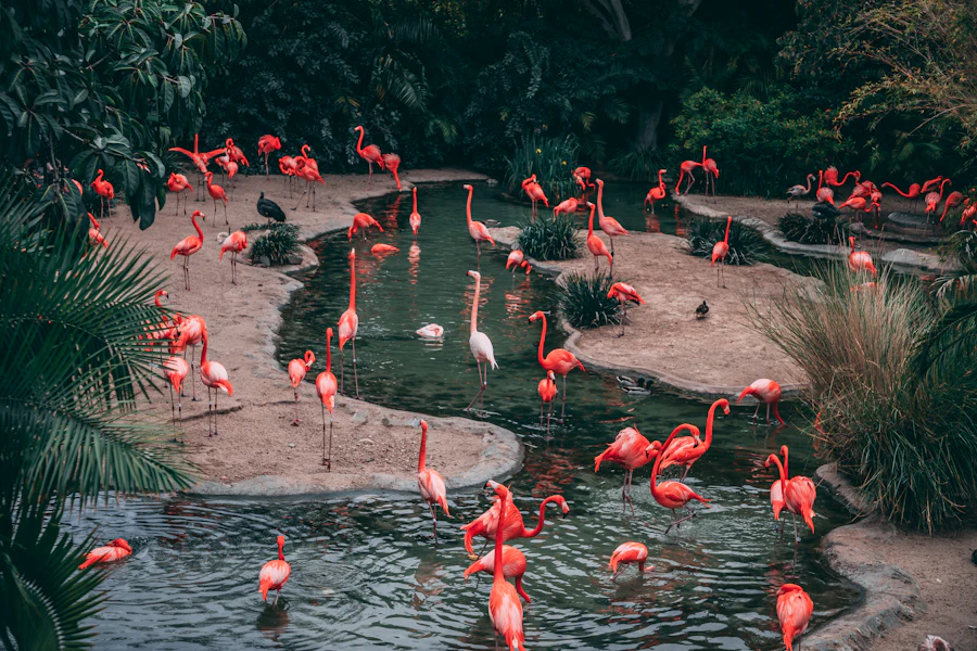 A flock of bright pink flamingos stands and wades through a winding pond surrounded by dense greenery. One pale bird near the center contrasts with the vivid birds around it.