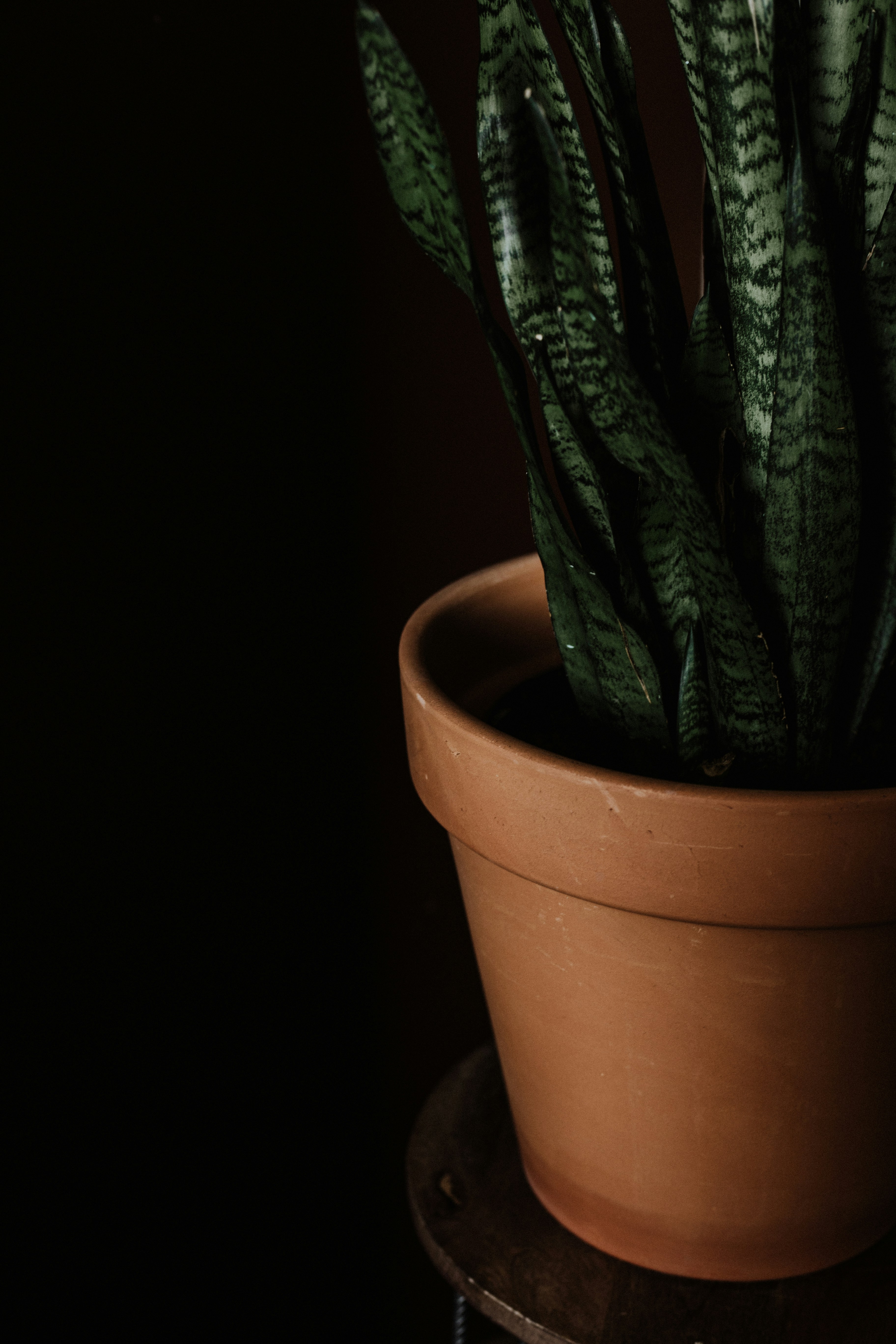 Plante de serpent dans un pot en argile brune photo – Photo Pot ...