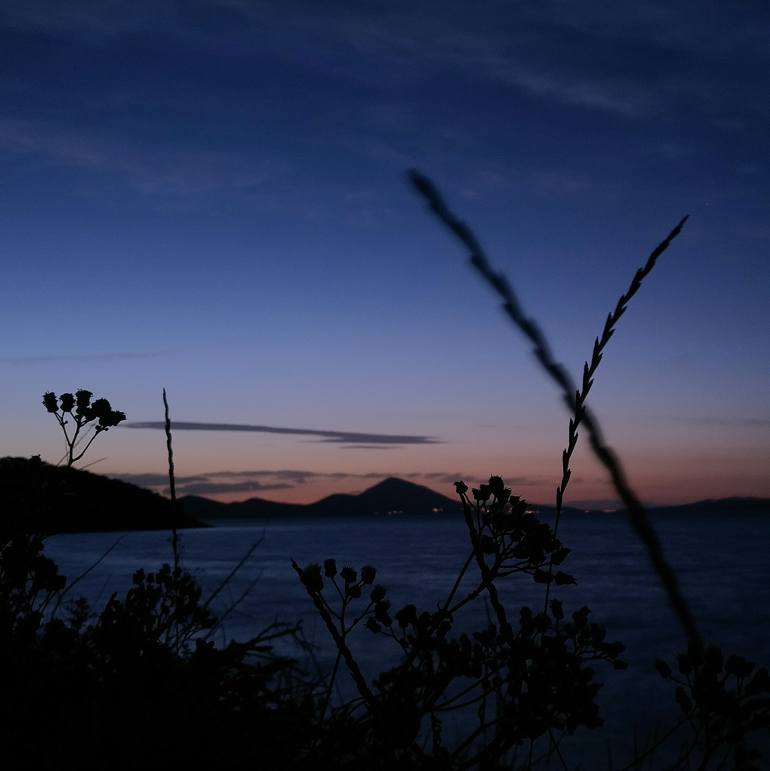 Silhouetted coastal plants frame a calm seascape at dusk, with distant hills on the horizon and a gradient sky from blue to warm orange.