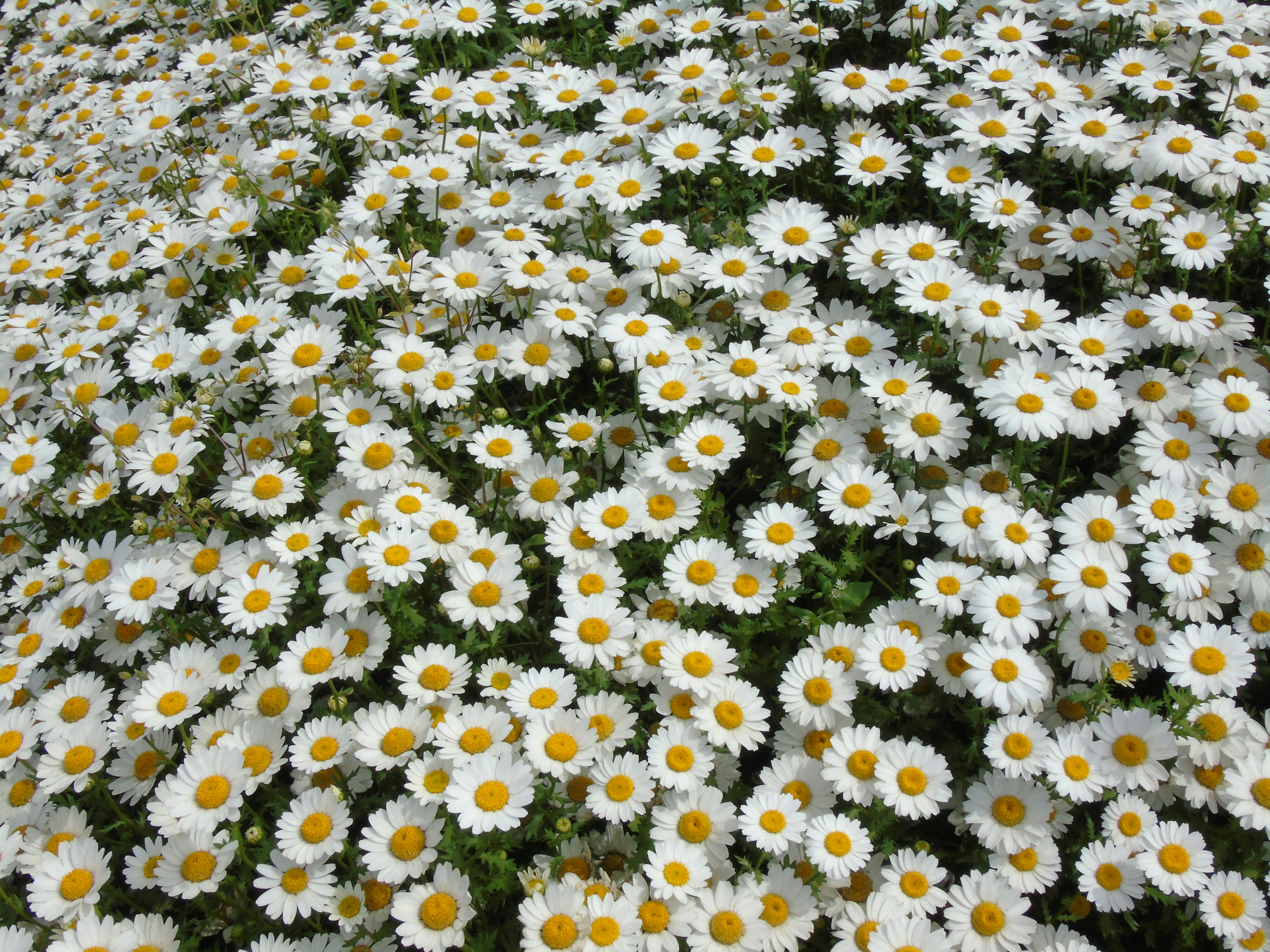 Dense field of white daisies with bright yellow centers blankets the scene, forming a luminous floral carpet.