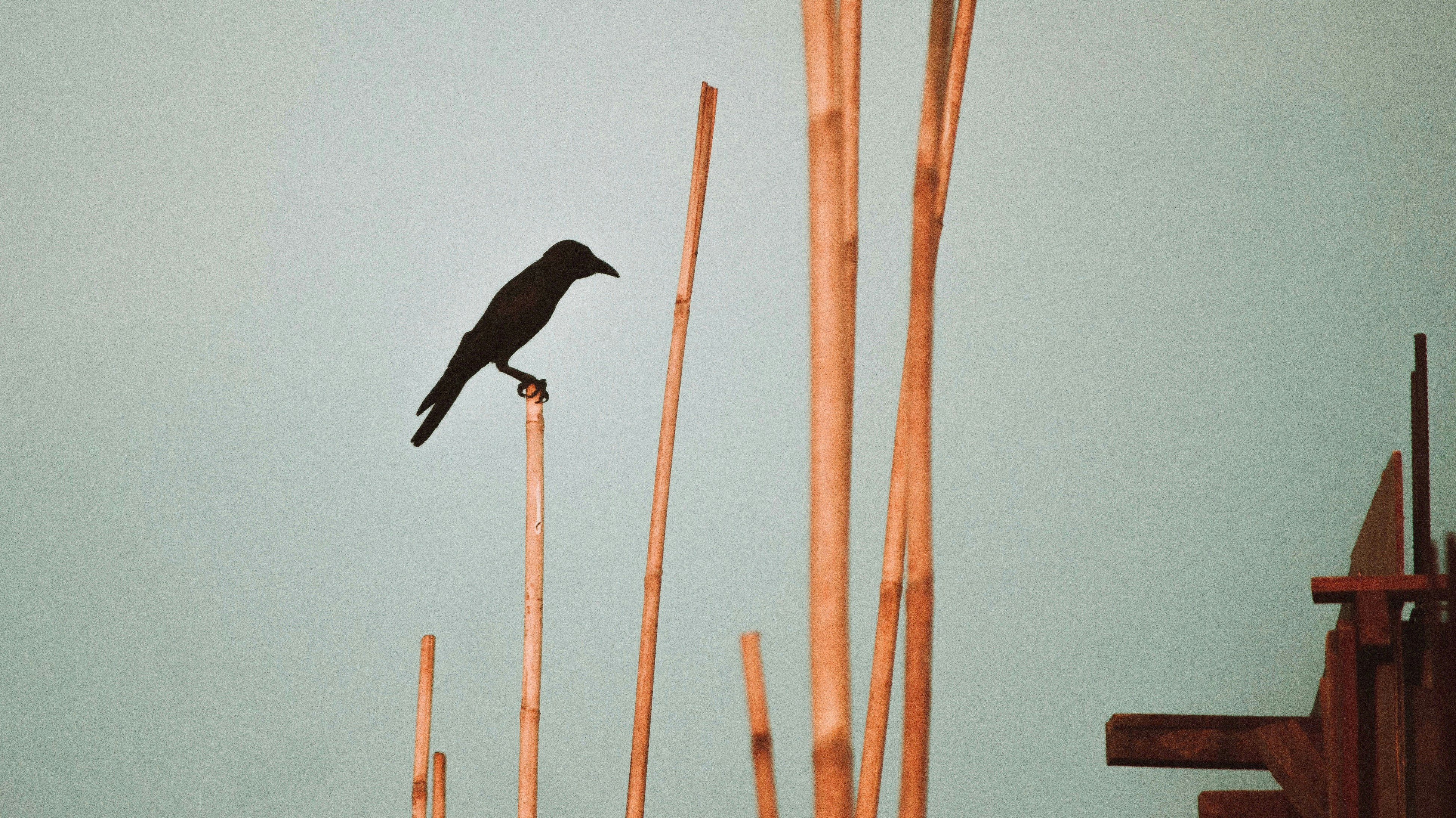 Crow perching on bamboo stick photo – Free Yangon Image on Unsplash