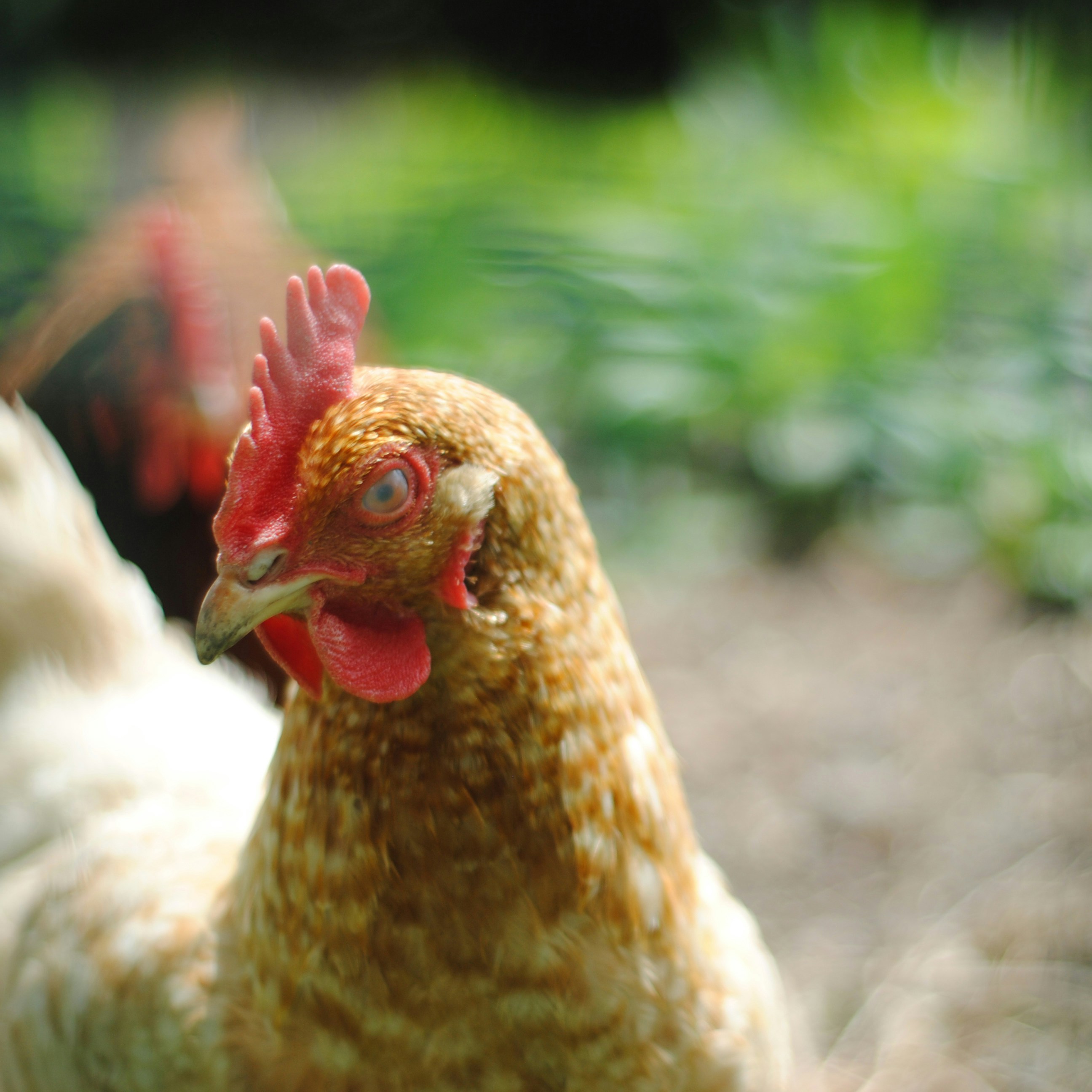 Close-up of a chicken with vibrant feathers and a curious expression, set against a blurred natural background.