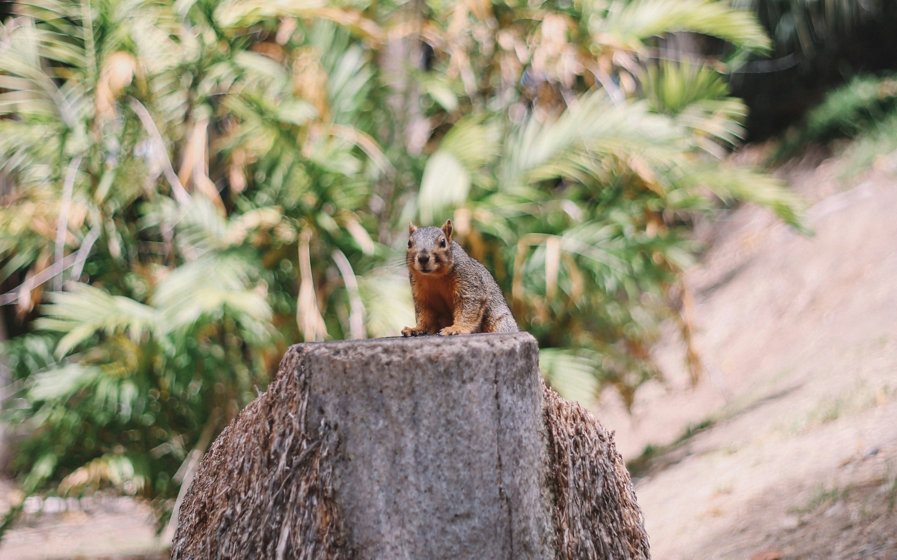 A squirrel perched on a textured stump, surrounded by lush greenery, showcasing its alert demeanor.