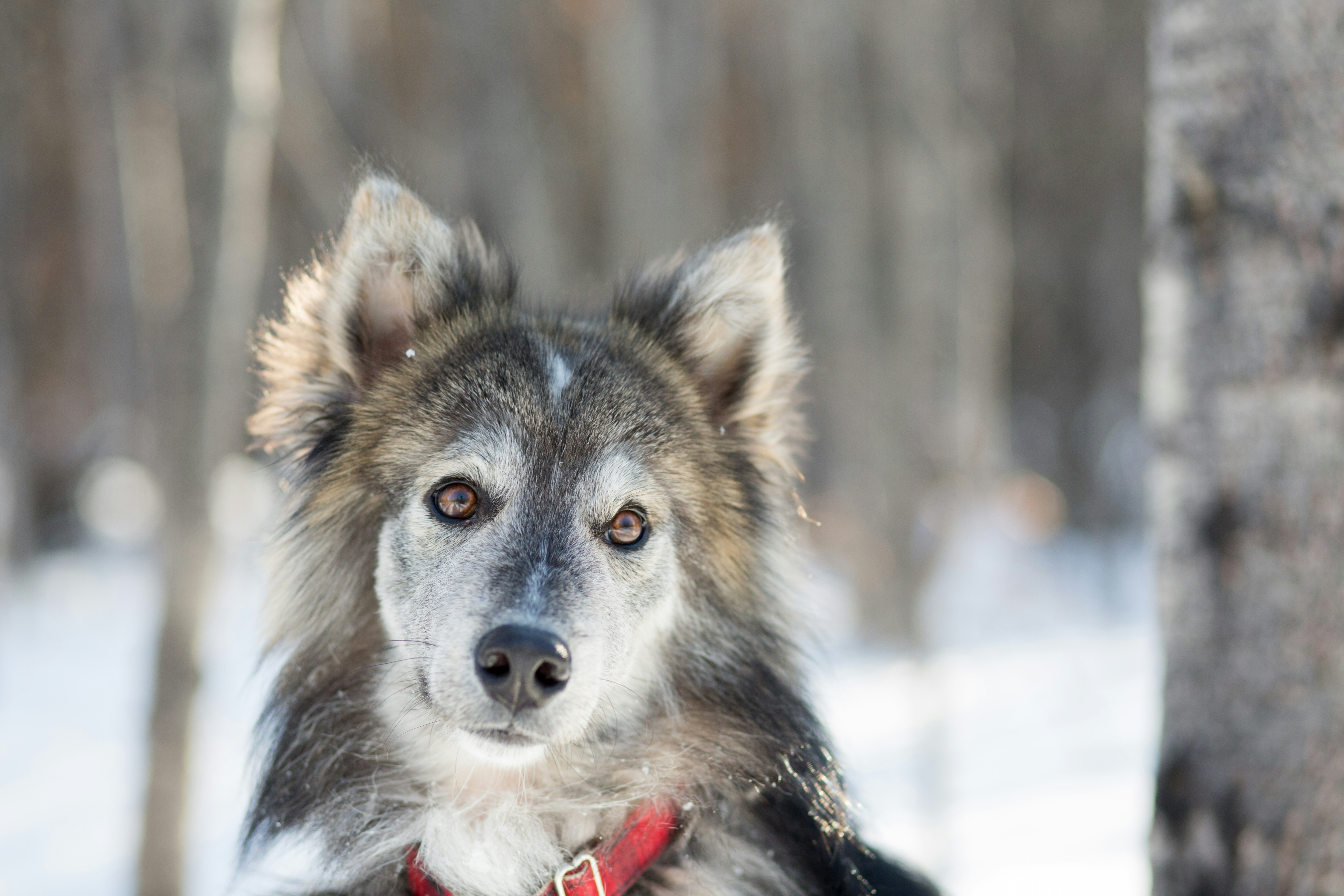 A gray and white dog with a red collar gazes thoughtfully amidst a snowy landscape, surrounded by blurred trees. Its fur glistens in the winter light.
