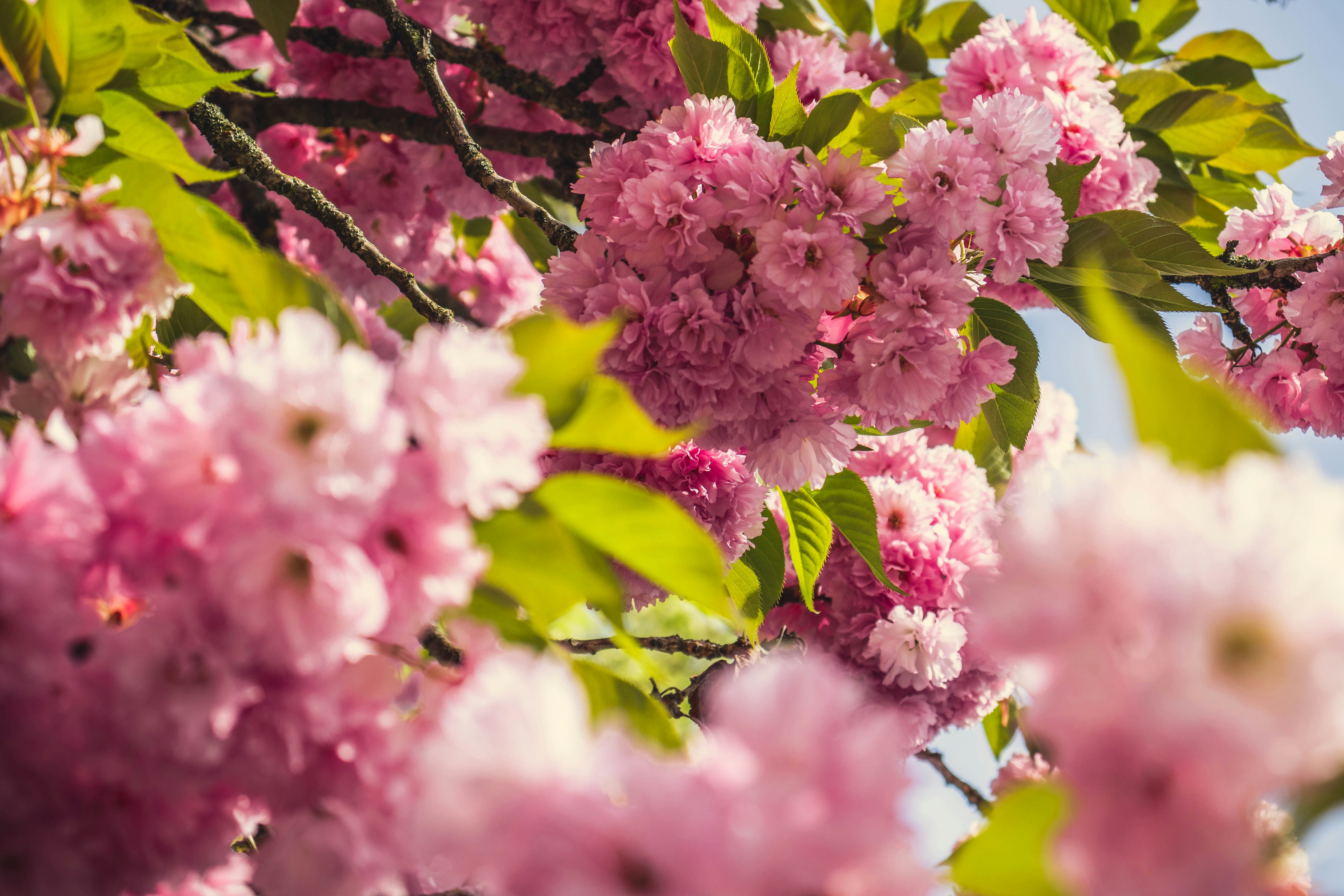 Sunlit Sakura: A Burst of Pink in Quiet Spring Light