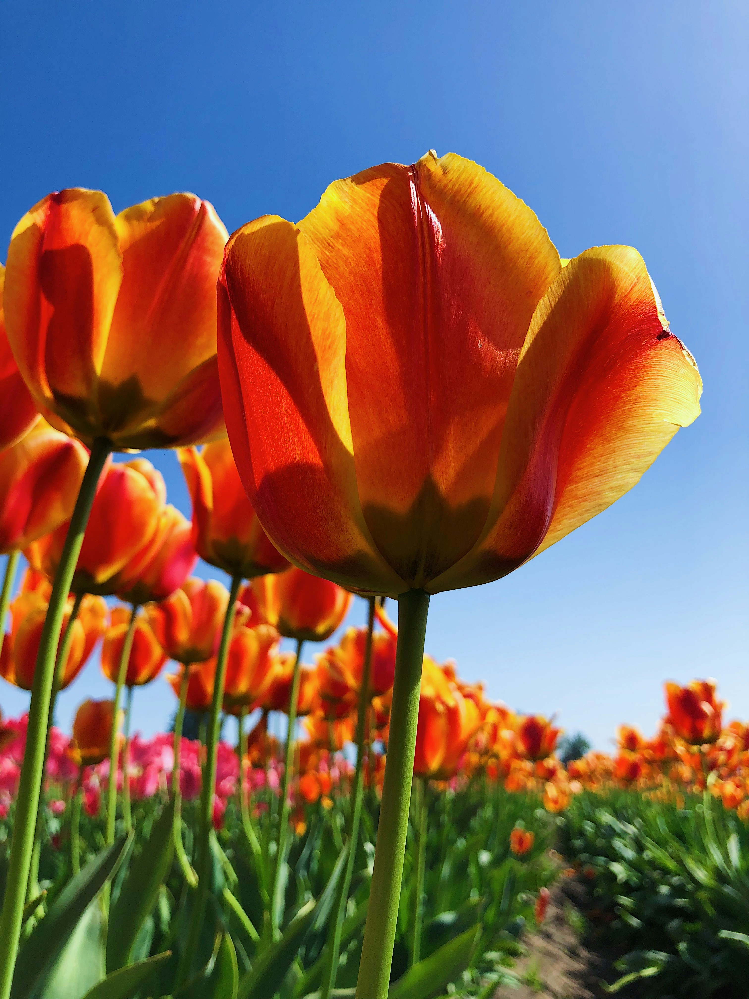 Close-up of vibrant orange and red tulips standing tall against a bright blue sky, showcasing their delicate petals and lush green stems.