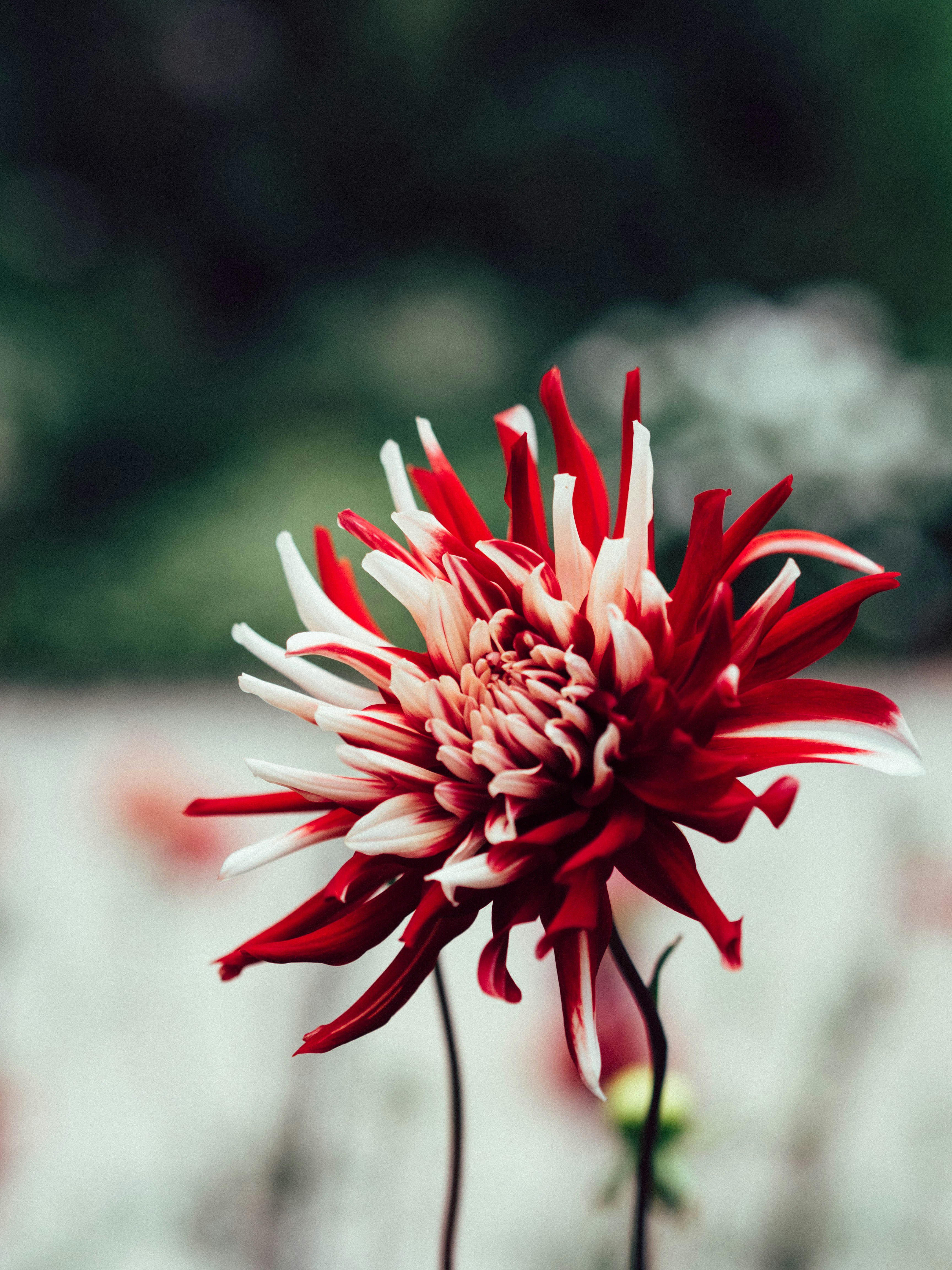 Vibrant red and white flower with intricate petals stands tall against a soft-focus background, showcasing nature's artistry.