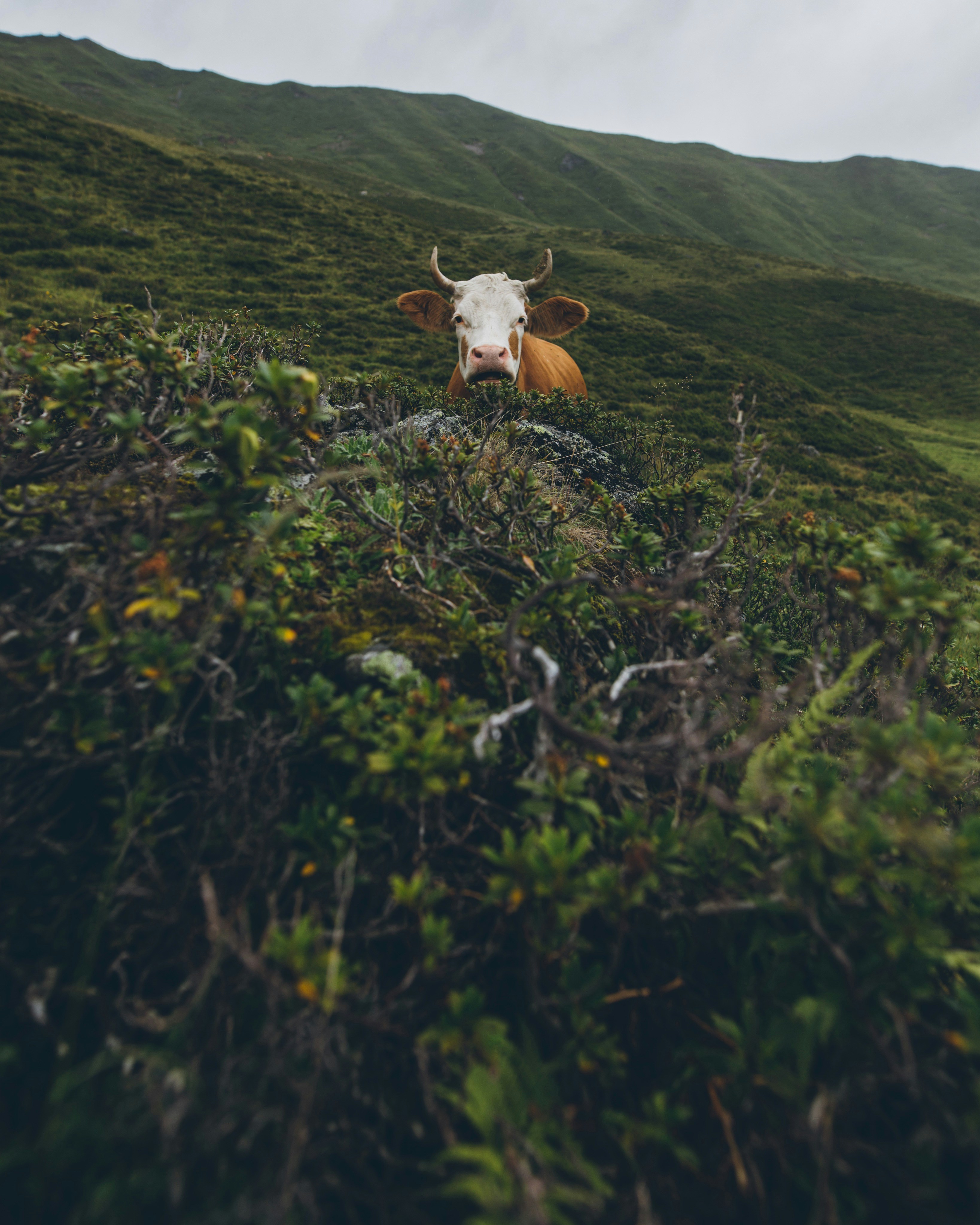 Brown cow on green grass field during daytime photo – Free Austria ...
