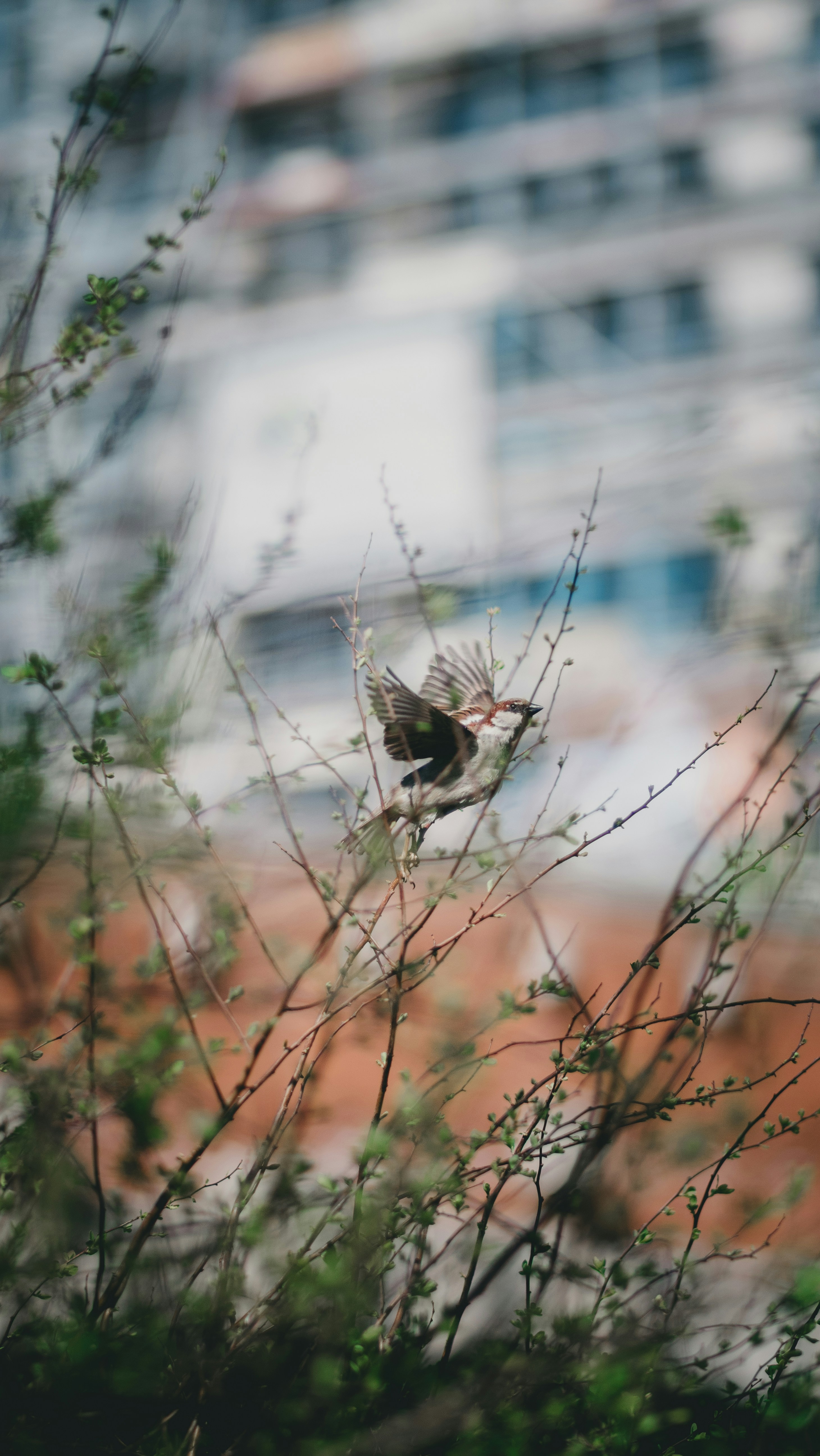 Sparrow in a Web of Branches Against a Quiet City Backdrop